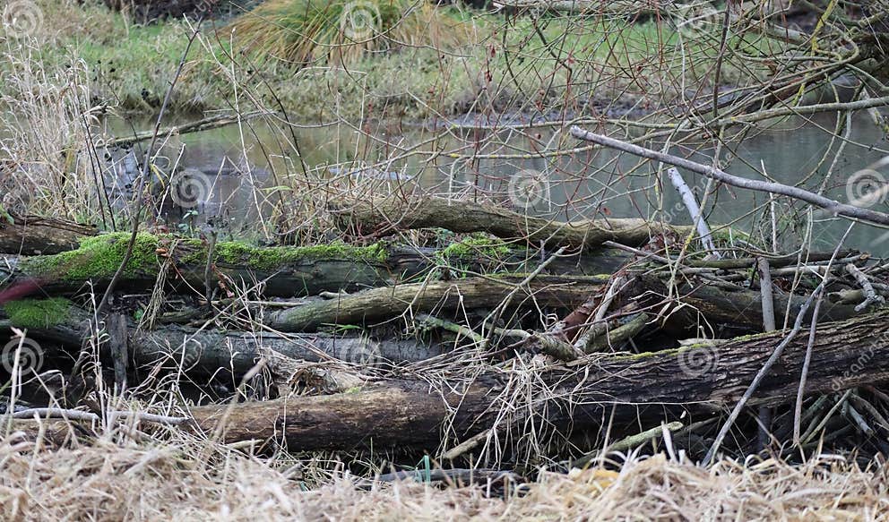 Floating Trees stock photo. Image of protection, trunks - 351368906