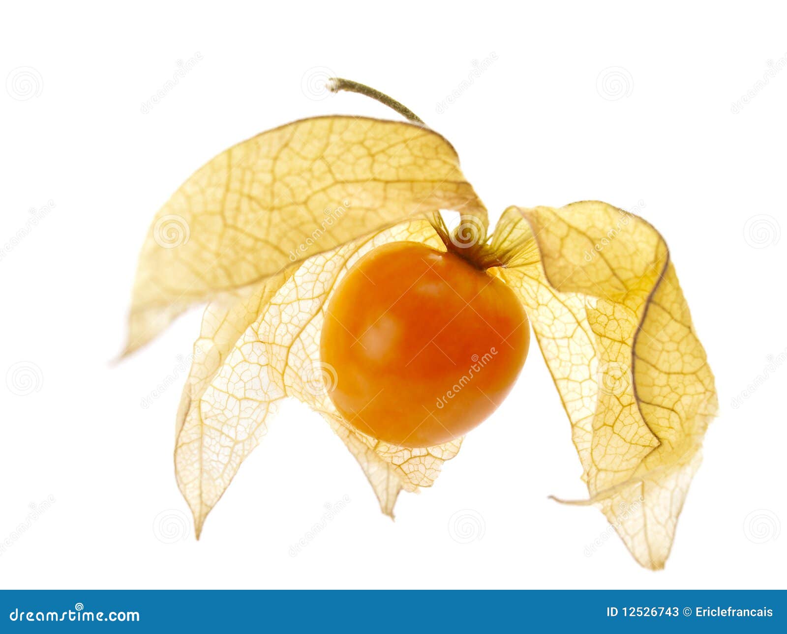 Floating vaporous physalis stock image. Image of closeup - 12526743