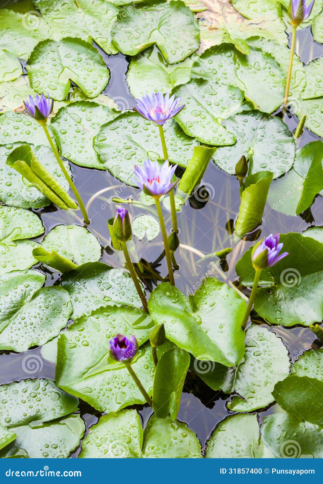 Floating Violet Lotus Flowers Stock Photo - Image of decoration, beauty ...