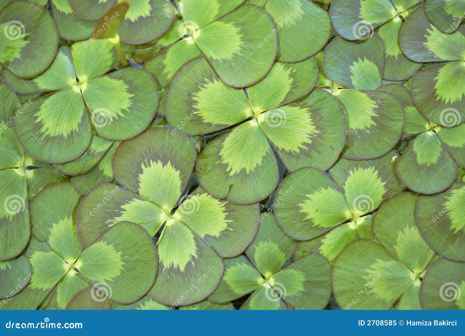 Floating Water Clover stock image. Image of foliage, summer - 2708585