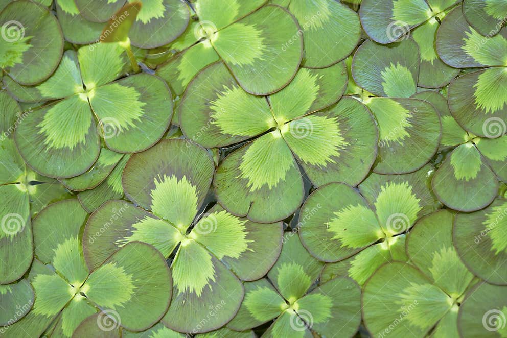 Floating Water Clover stock image. Image of foliage, summer - 2708585