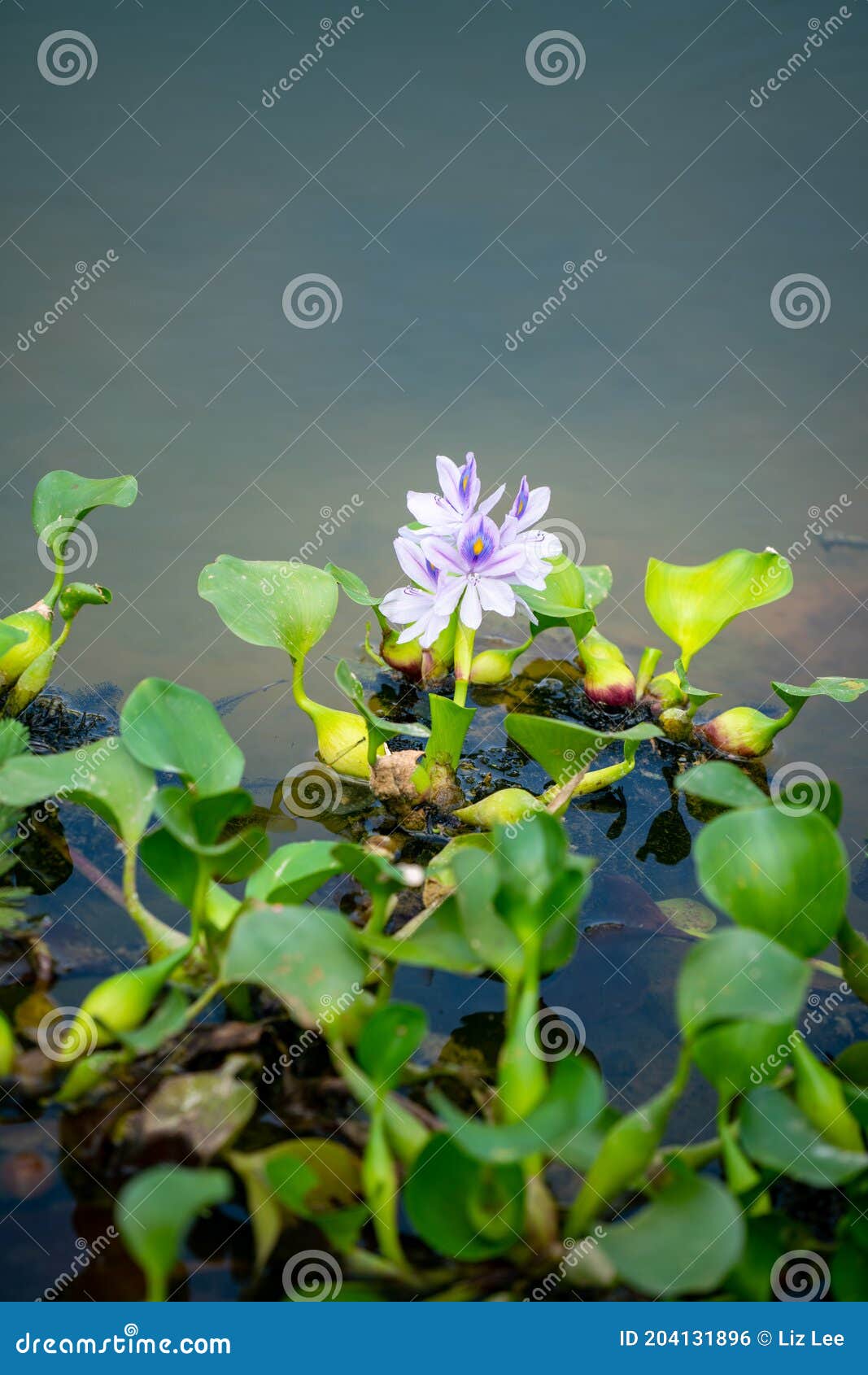 Floating water hyacinth. stock photo. Image of eichornia - 204131896