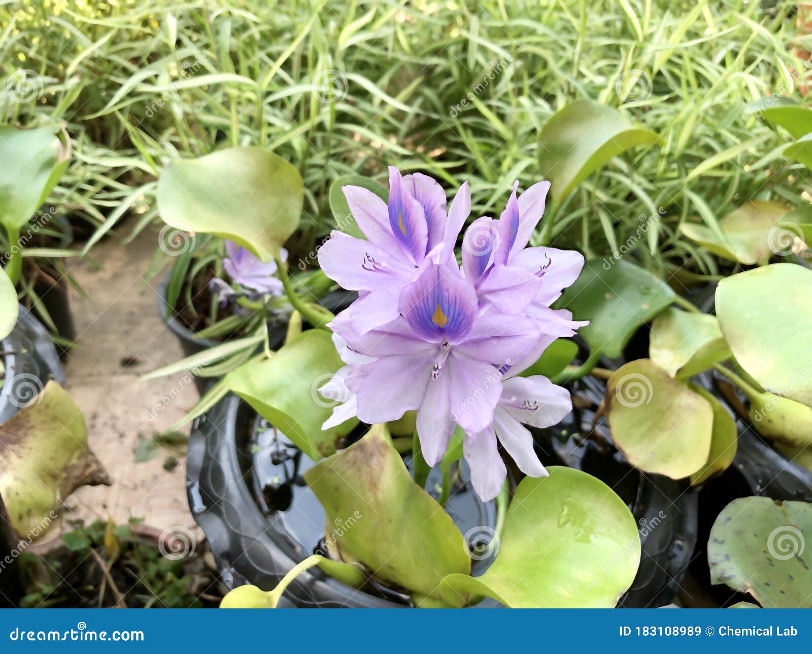 Floating water hyacinth stock image. Image of plant - 183108989