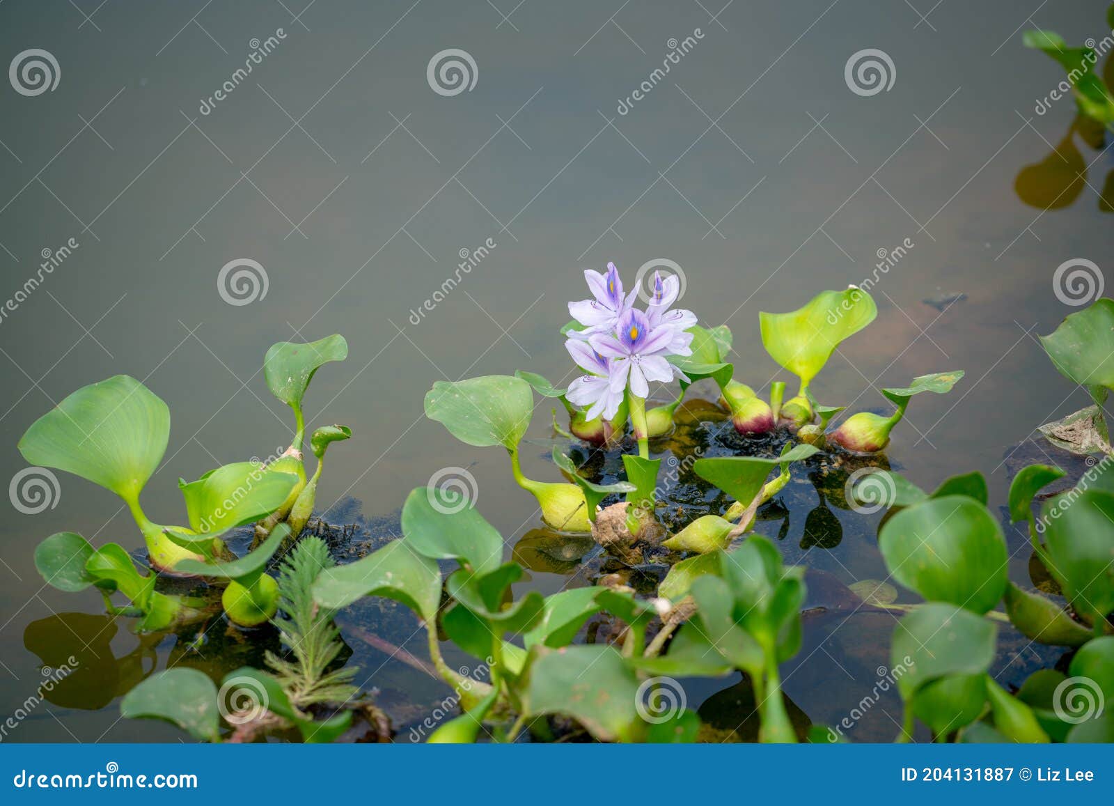 Floating water hyacinth. stock image. Image of float - 204131887