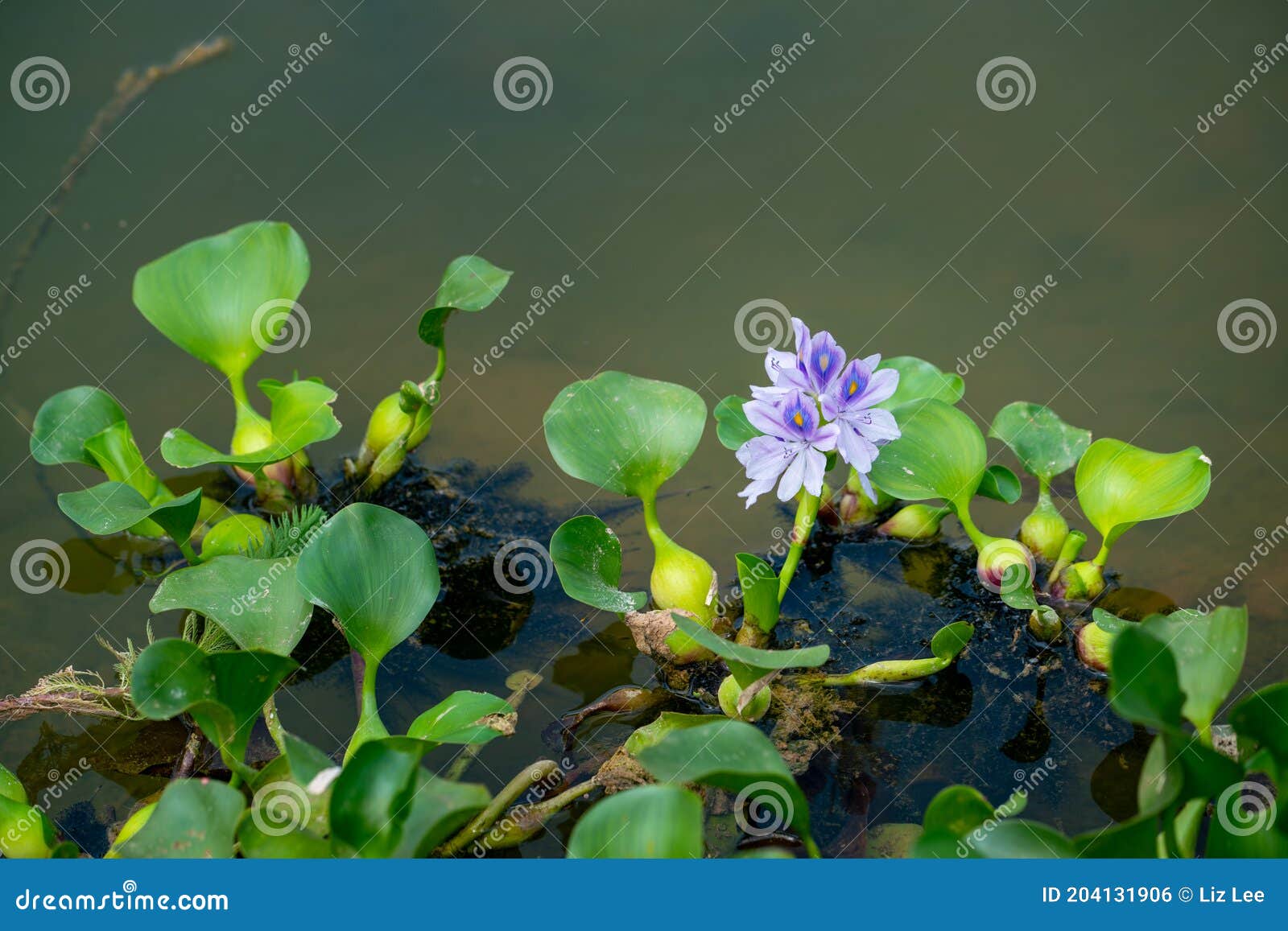 Floating water hyacinth. stock photo. Image of macro - 204131906