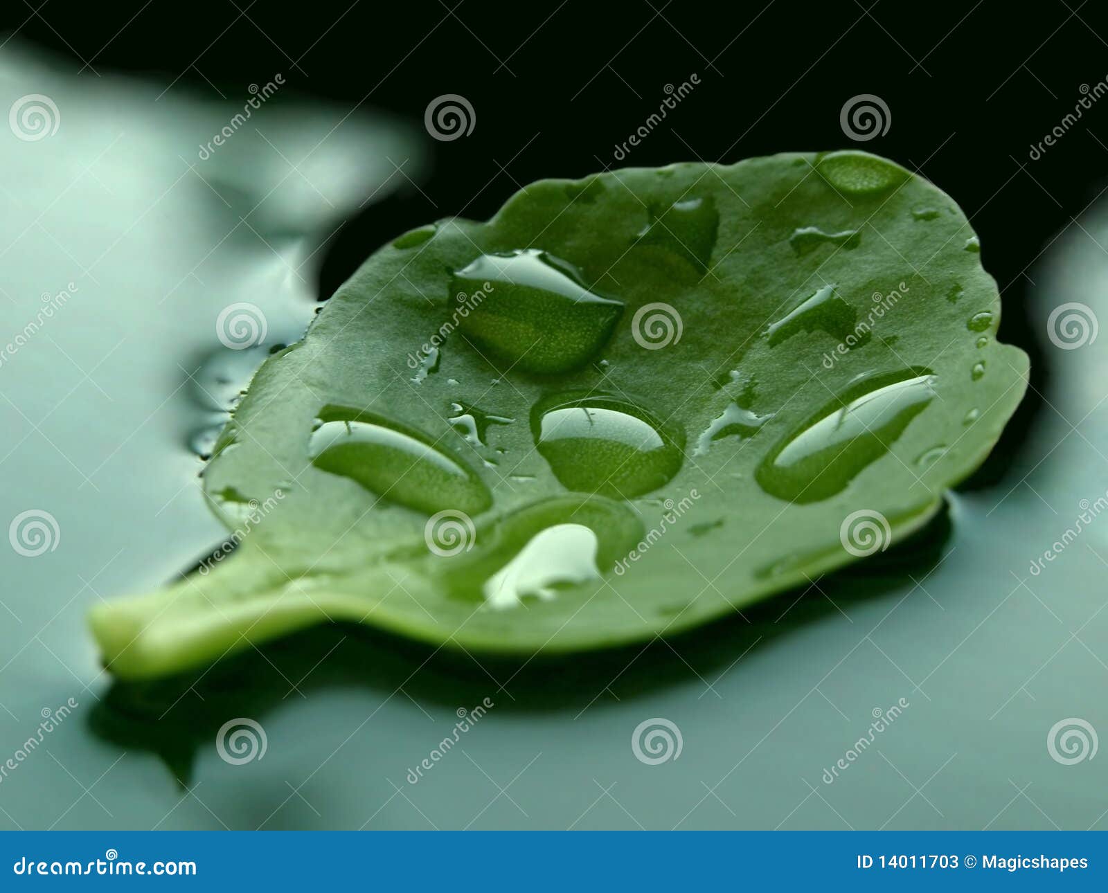 18,738 Green Leaf Floating Water Stock Photos - Free & Royalty-Free ...