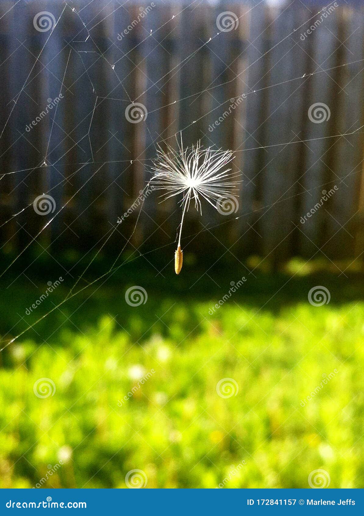 Spiderweb Magical Floating Wish of Nature Stock Image - Image of ...