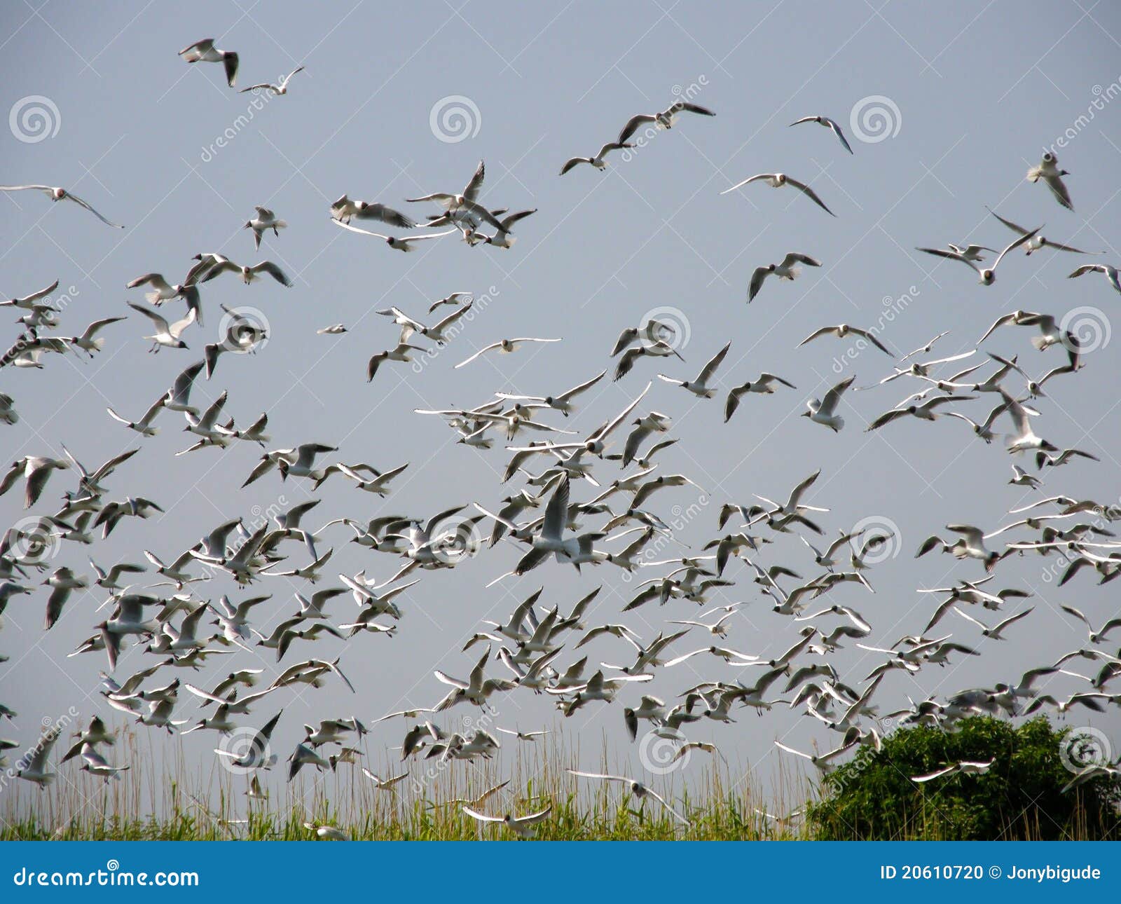 Flock stock photo. Image of natural, flock, nature, bird - 20610720