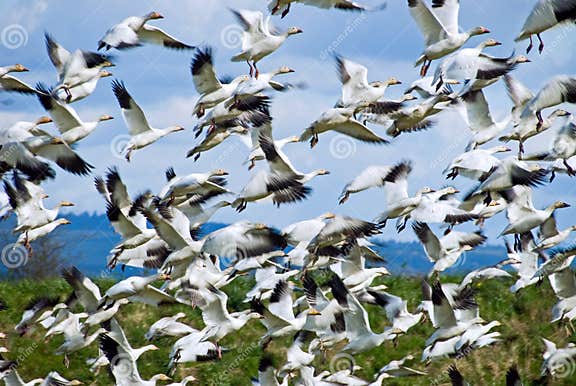 In the Flock stock photo. Image of crowd, clouds, crowded - 2275436
