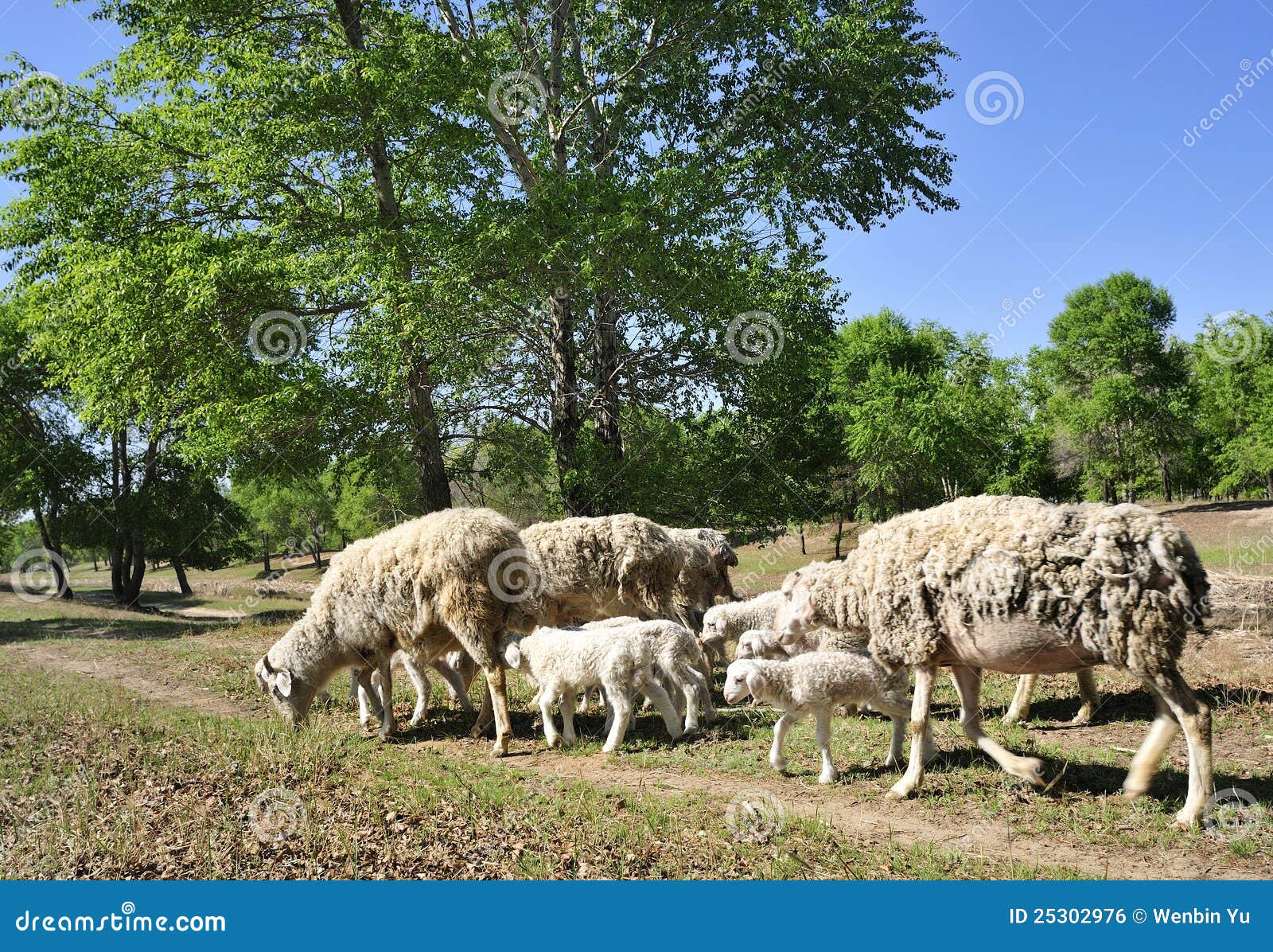 Flock stock photo. Image of field, ewes, foraging, animals - 25302976