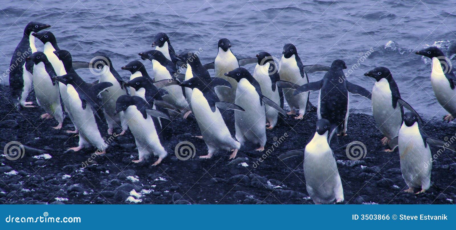 Flock of Adelie penguins stock photo. Image of flock, waddle - 3503866