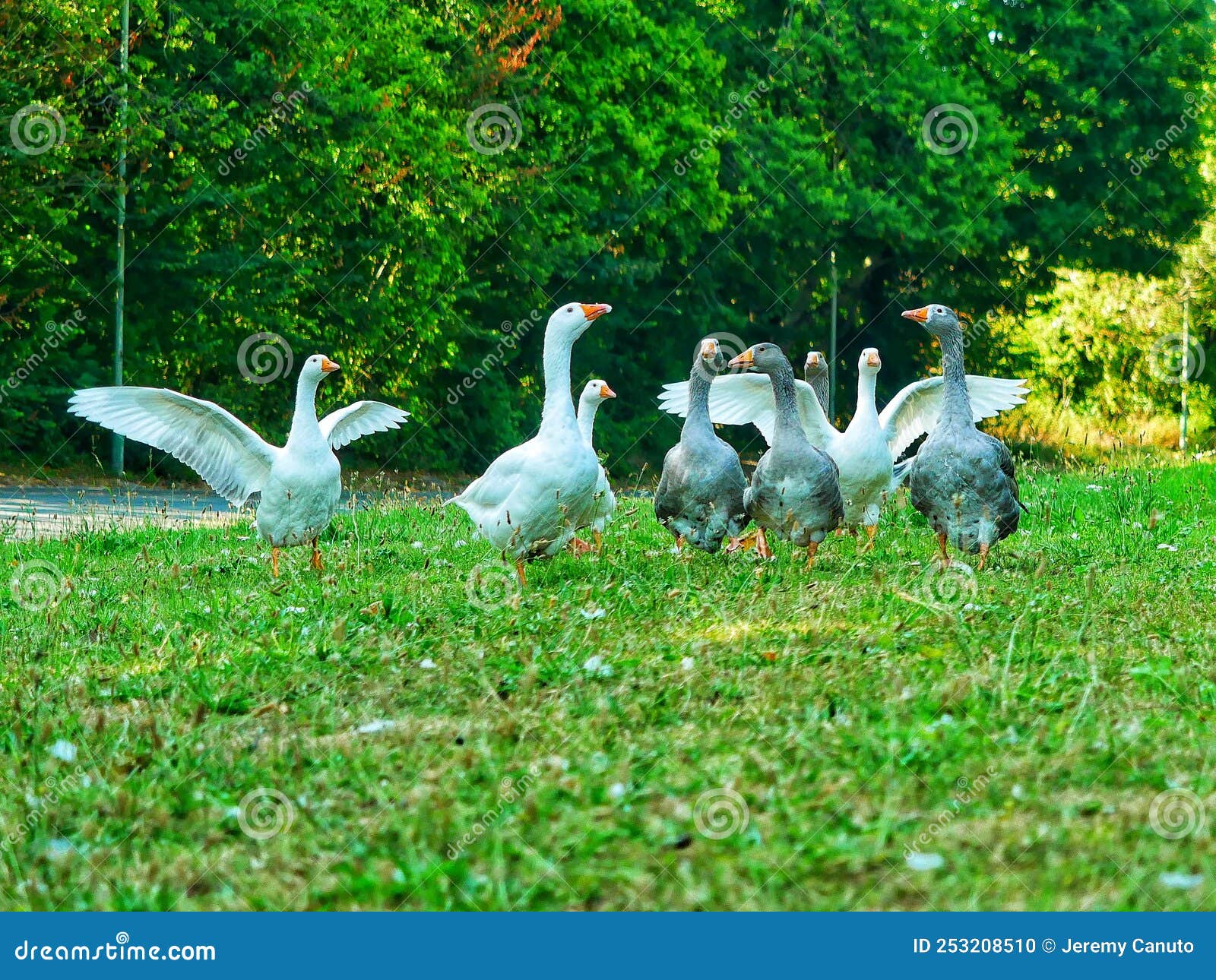 Flock of angry geese stock photo. Image of flock, green - 253208510