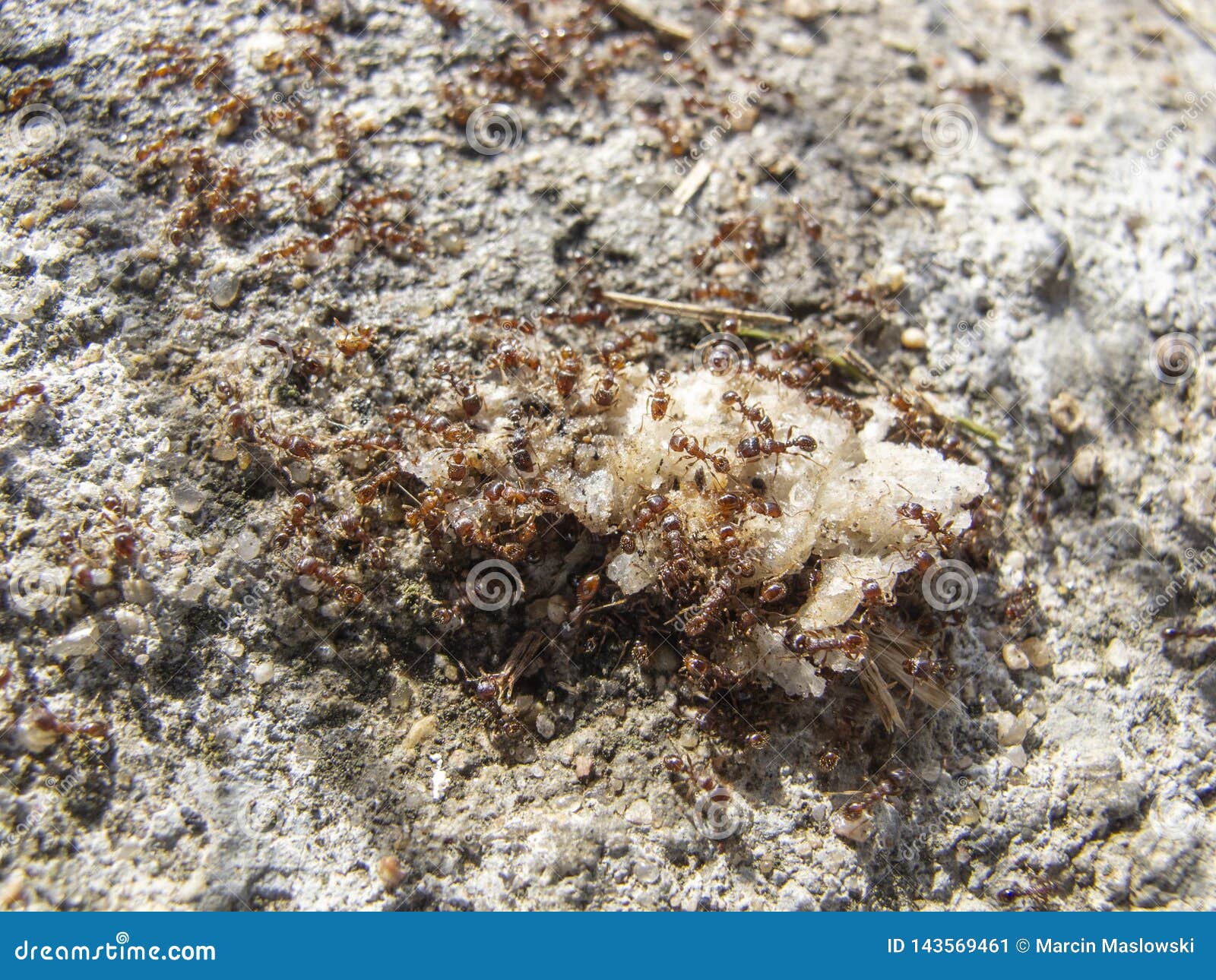 Flock of ants eats food stock image. Image of insect - 143569461