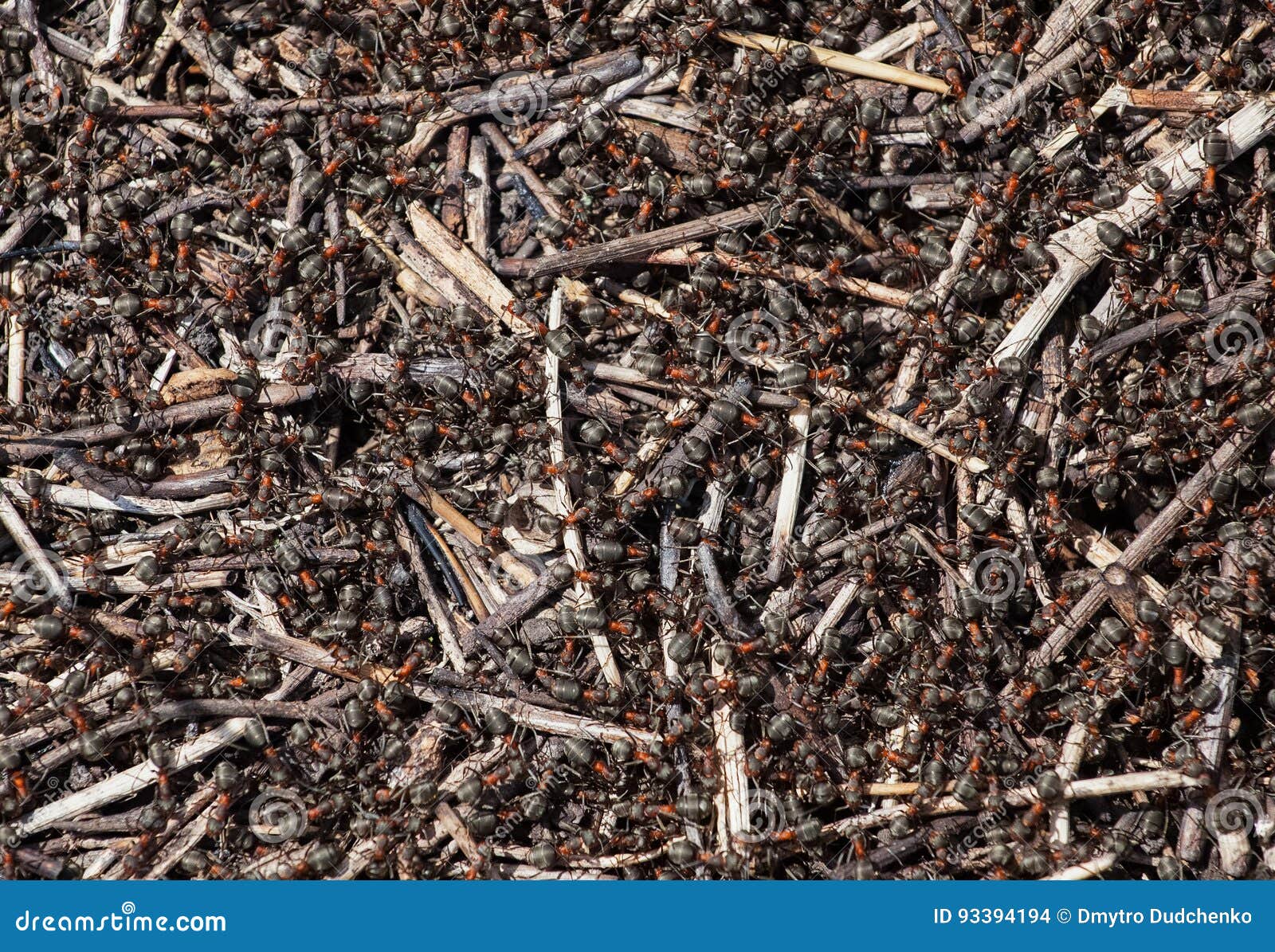Flock of Ants Gather Food Near an Anthill. Stock Photo - Image of ...