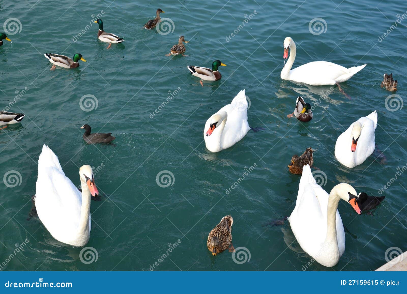 Flock of aquatic birds stock image. Image of plumage - 27159615