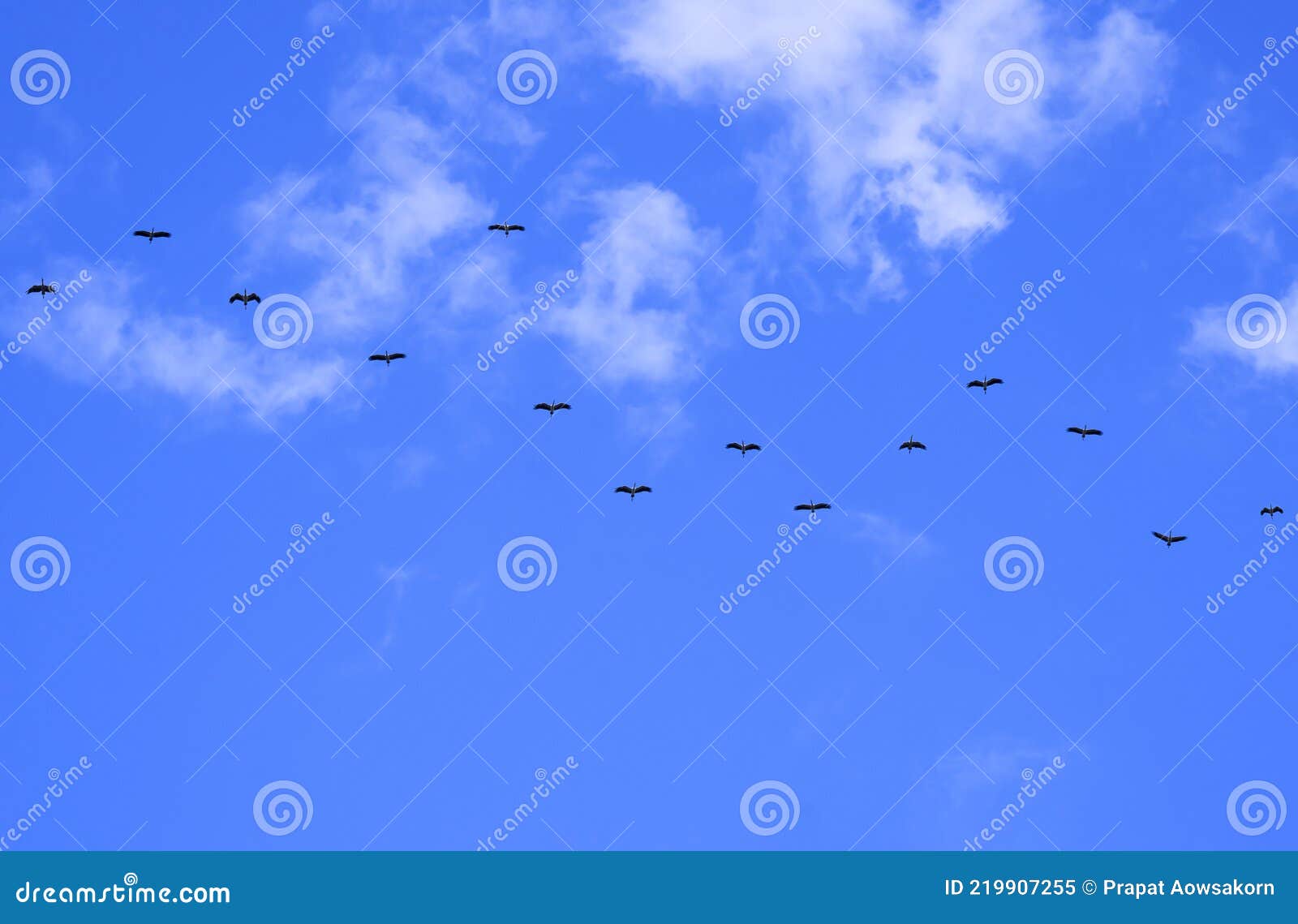 Flock of Asian Openbill Storks Flying in Winding Row Against White ...