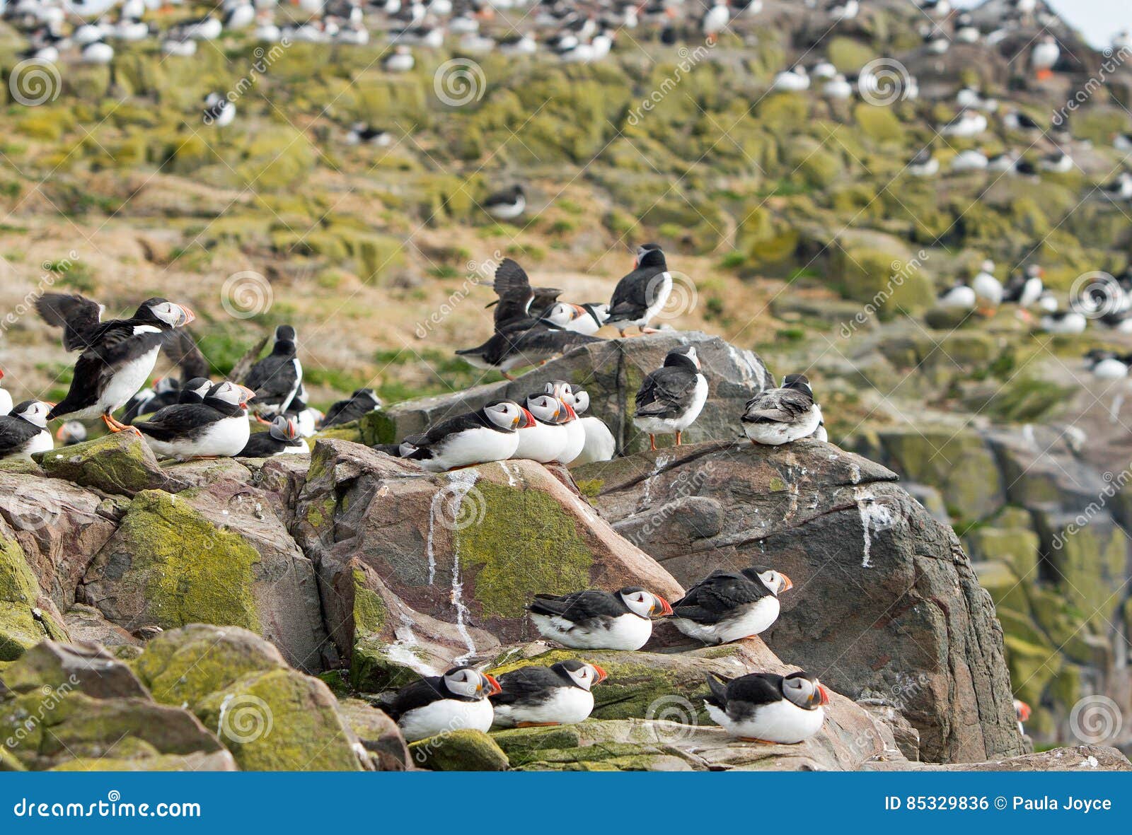 Flock of Atlantic Puffins Nesting on the Cliffs on the Farne Islands ...