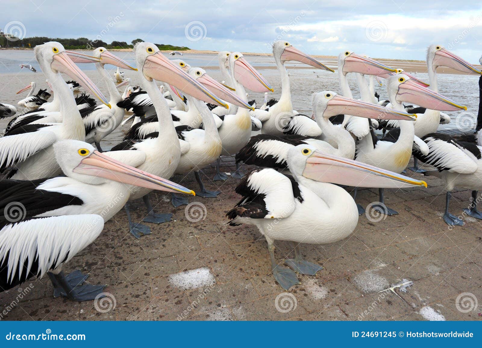 Flock of Australian Pelican, White Bird, Australia Stock Image - Image ...