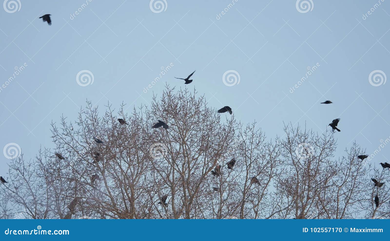 Flock of Autumn Birds Taking Off from a Tree, a Flock of Crows Black ...
