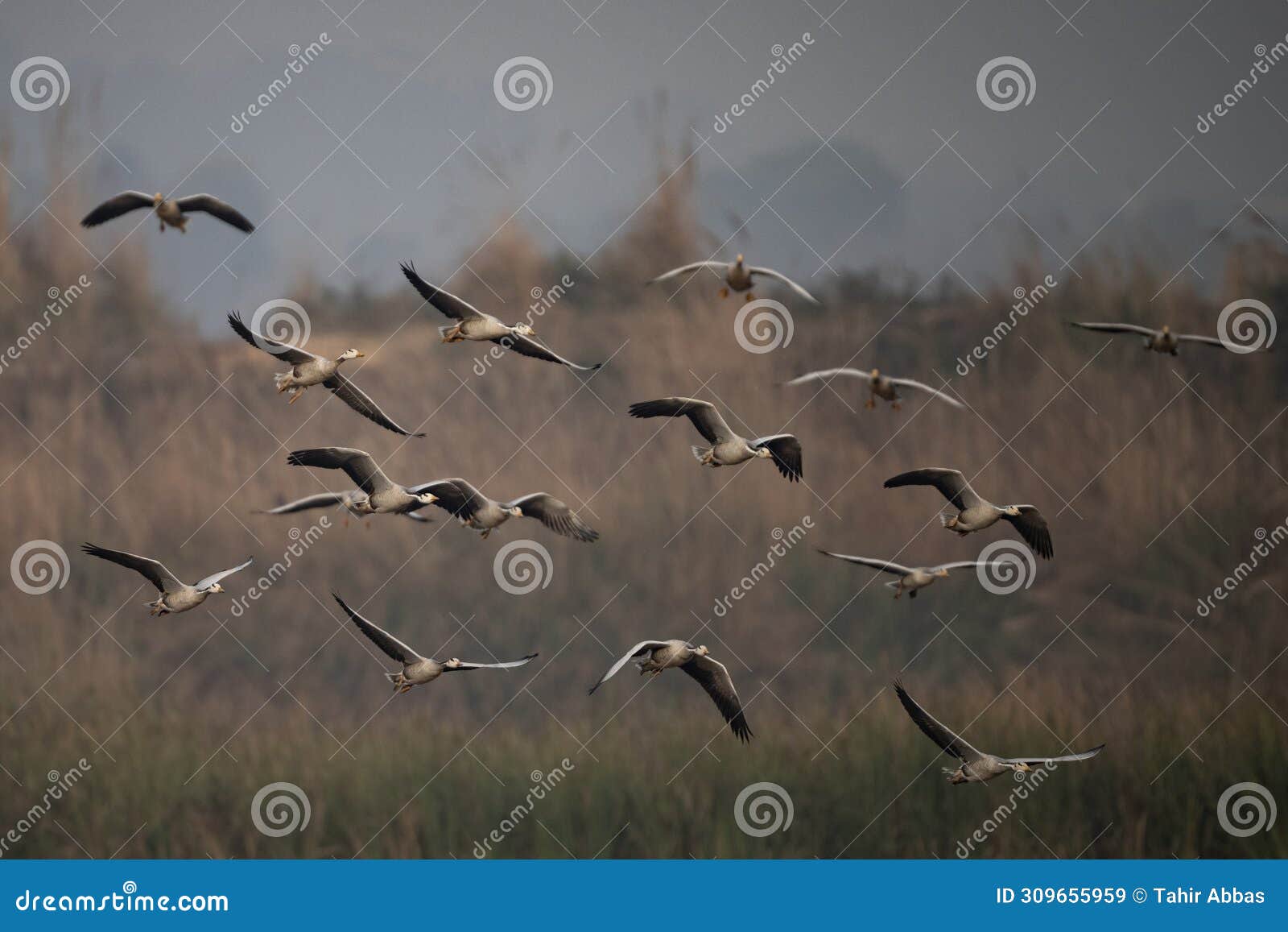 Flock of Bar Headed Goose Flying Stock Image - Image of fauna ...