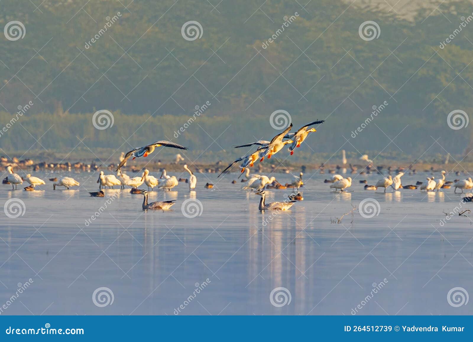 A. Flock of Bar Headed Goose Landing Stock Image - Image of india ...