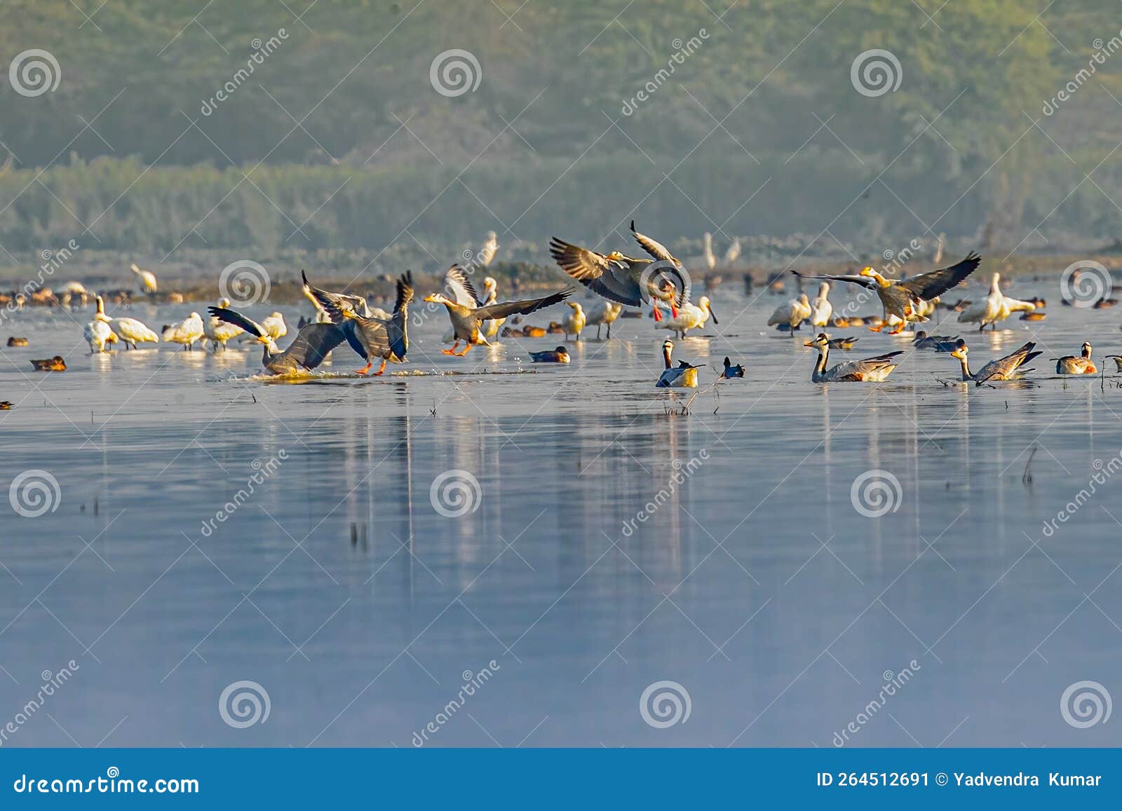 A Flock of Bar Headed Goose Landing Stock Image - Image of duck, headed ...