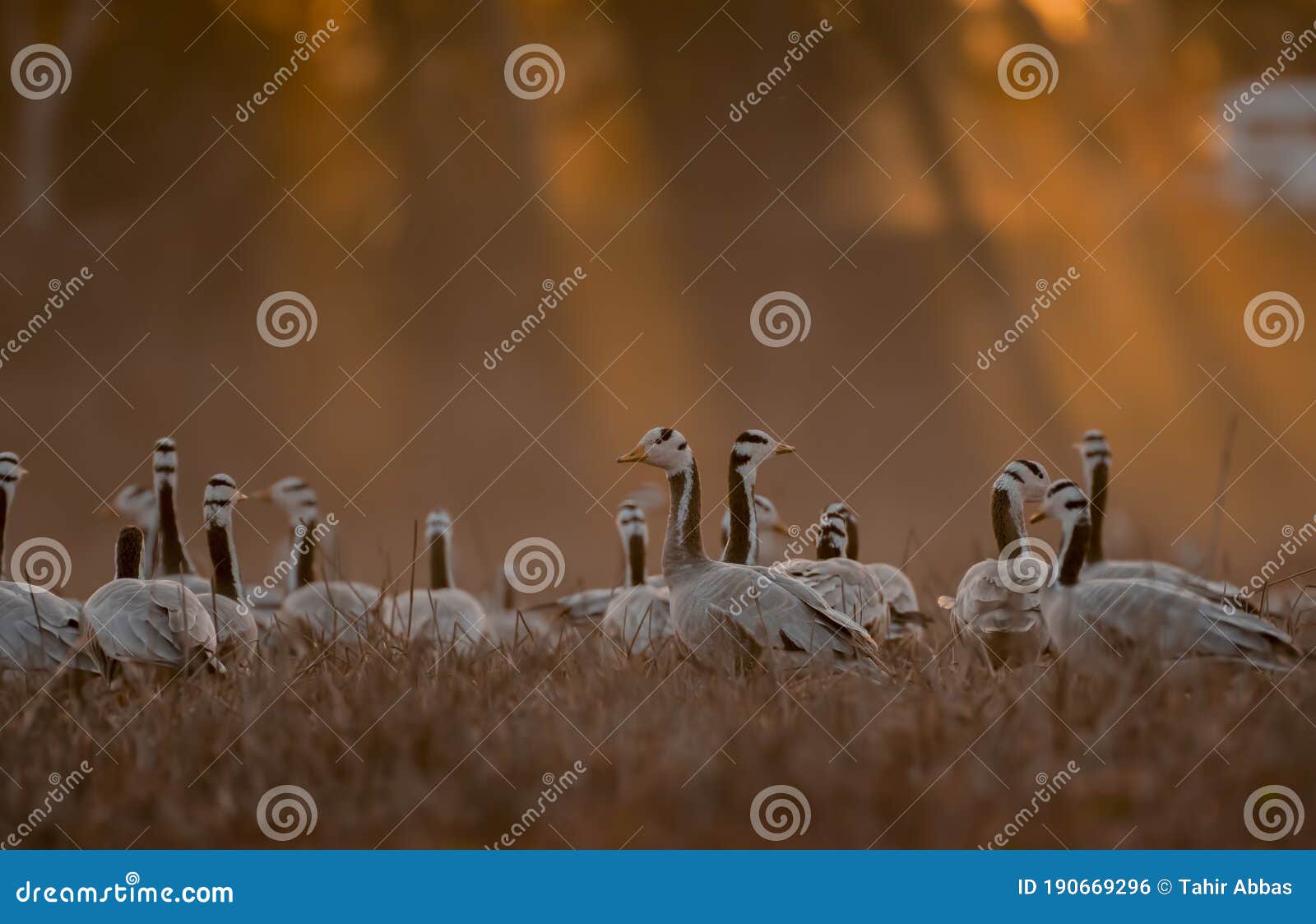 Flock Bar Headed Goose at Sunset Stock Photo - Image of colored ...