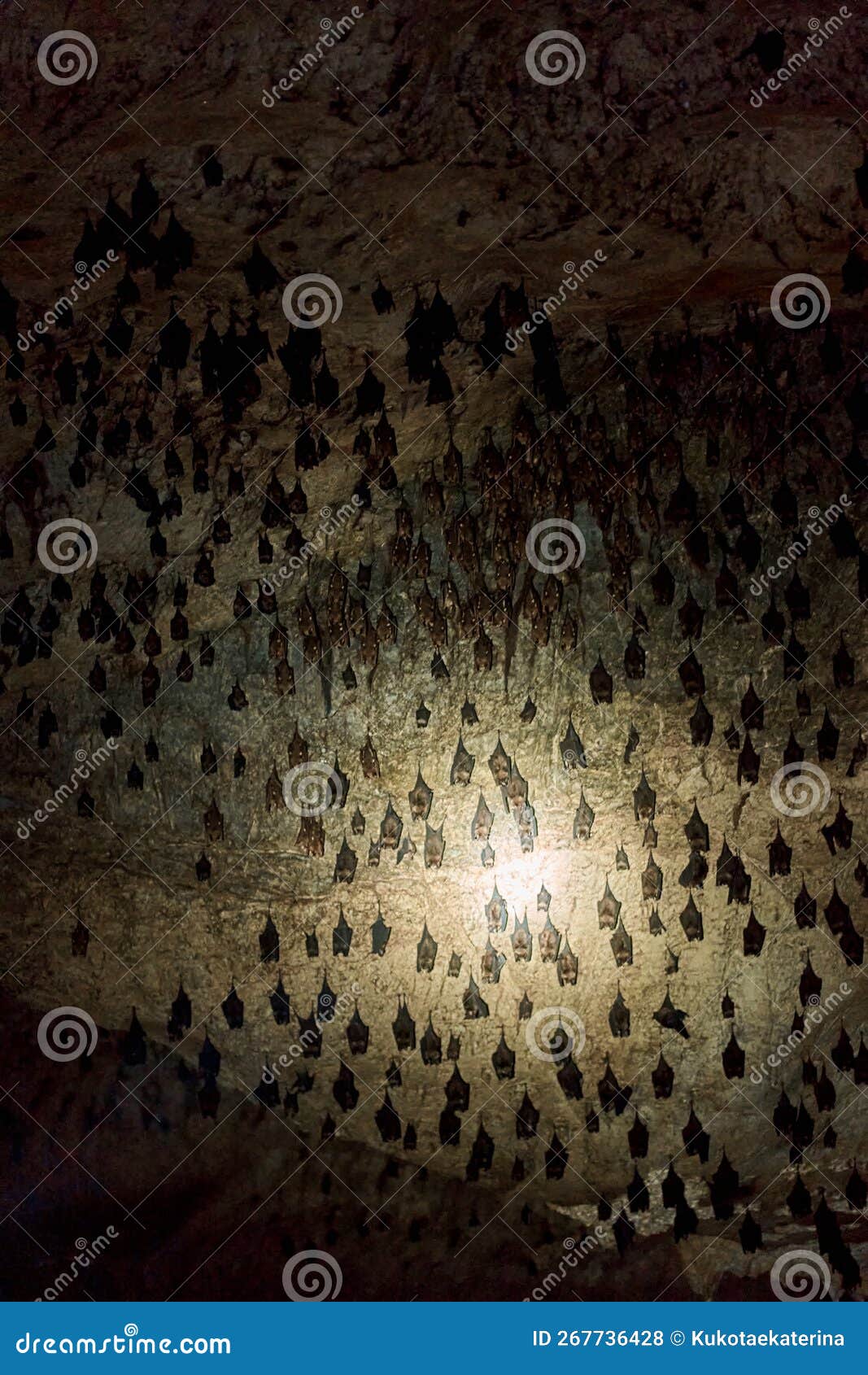 A Flock of Bats Sleep on the Ceiling in a Cave. with a Flashlight in ...