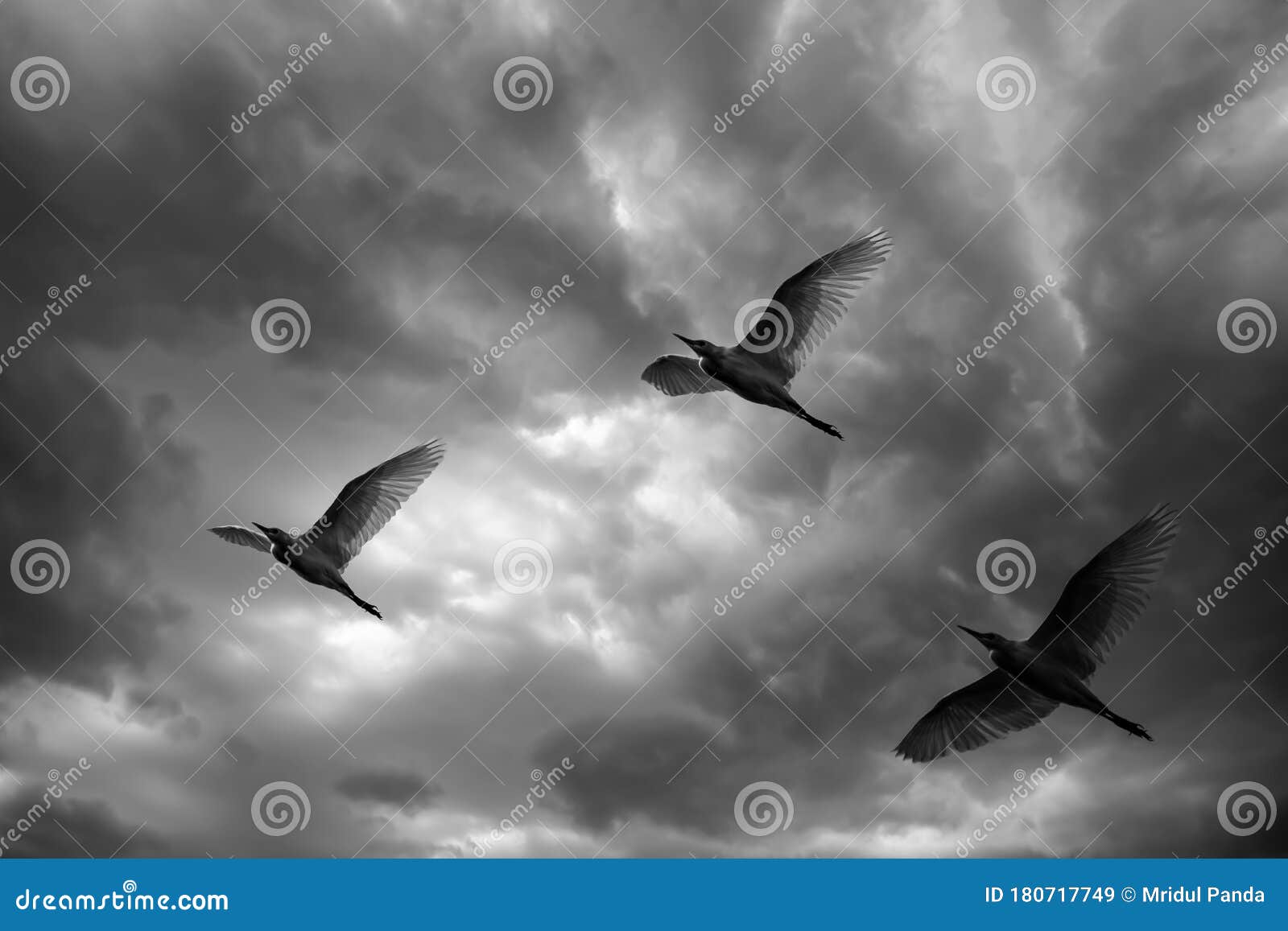 A Flock of Beautiful Birds are Flying High Up in the Sky Stock Image ...