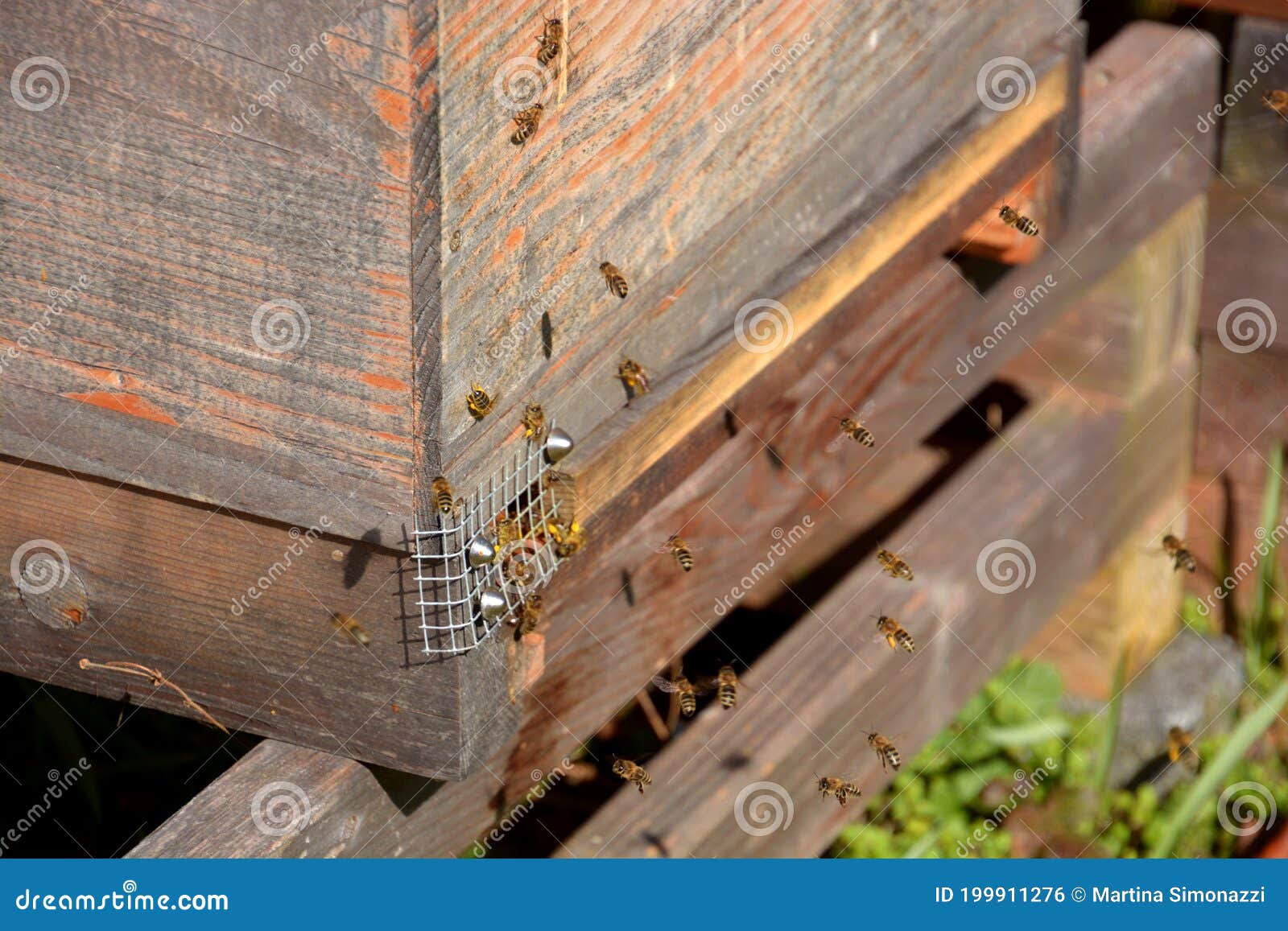 Flock of Bees Flying To the Beehive, Bee Home with Bees Stock Photo ...