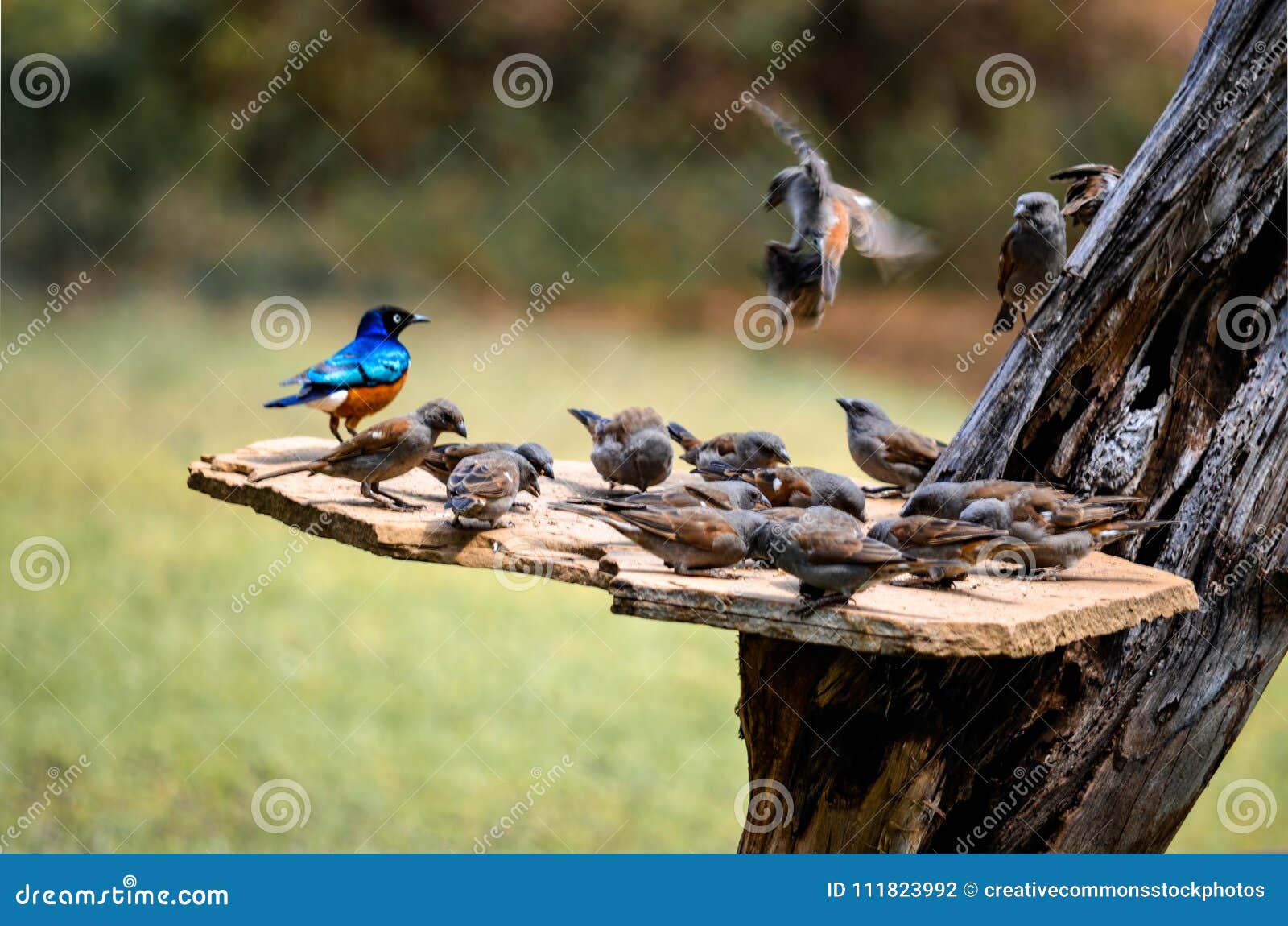 Flock Of Birds Picture. Image: 111823992