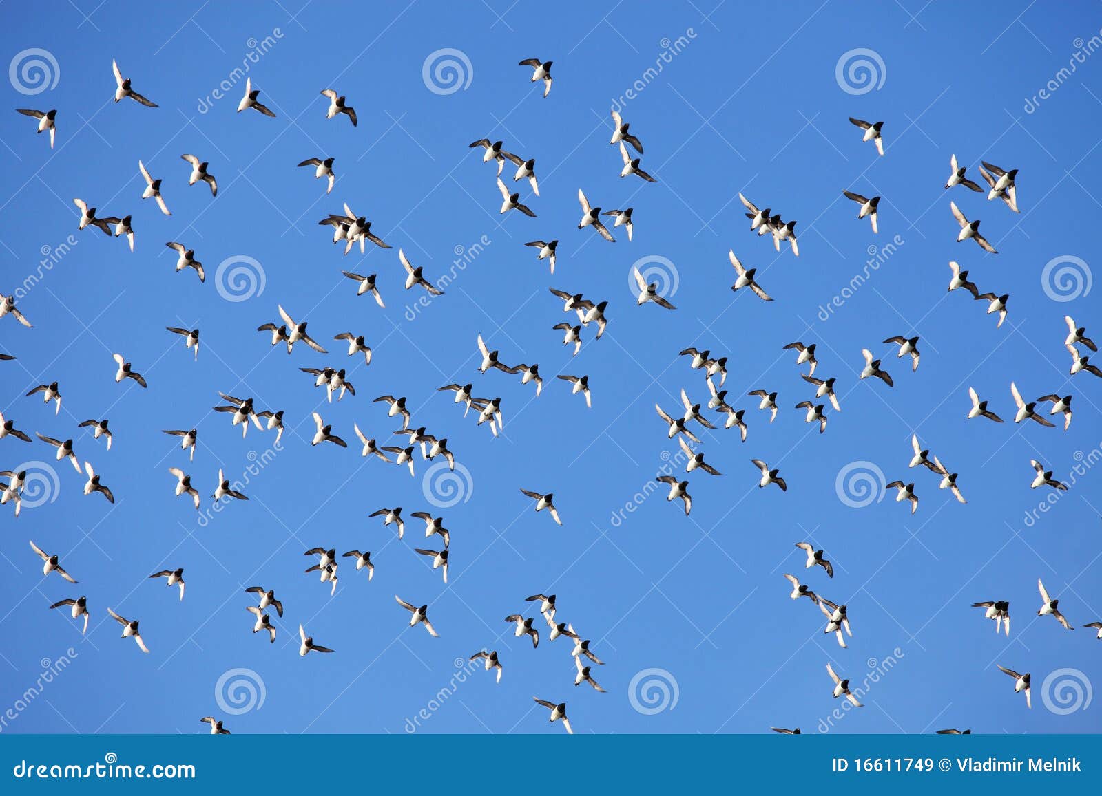 Flock of birds stock image. Image of glide, flight, migration - 16611749