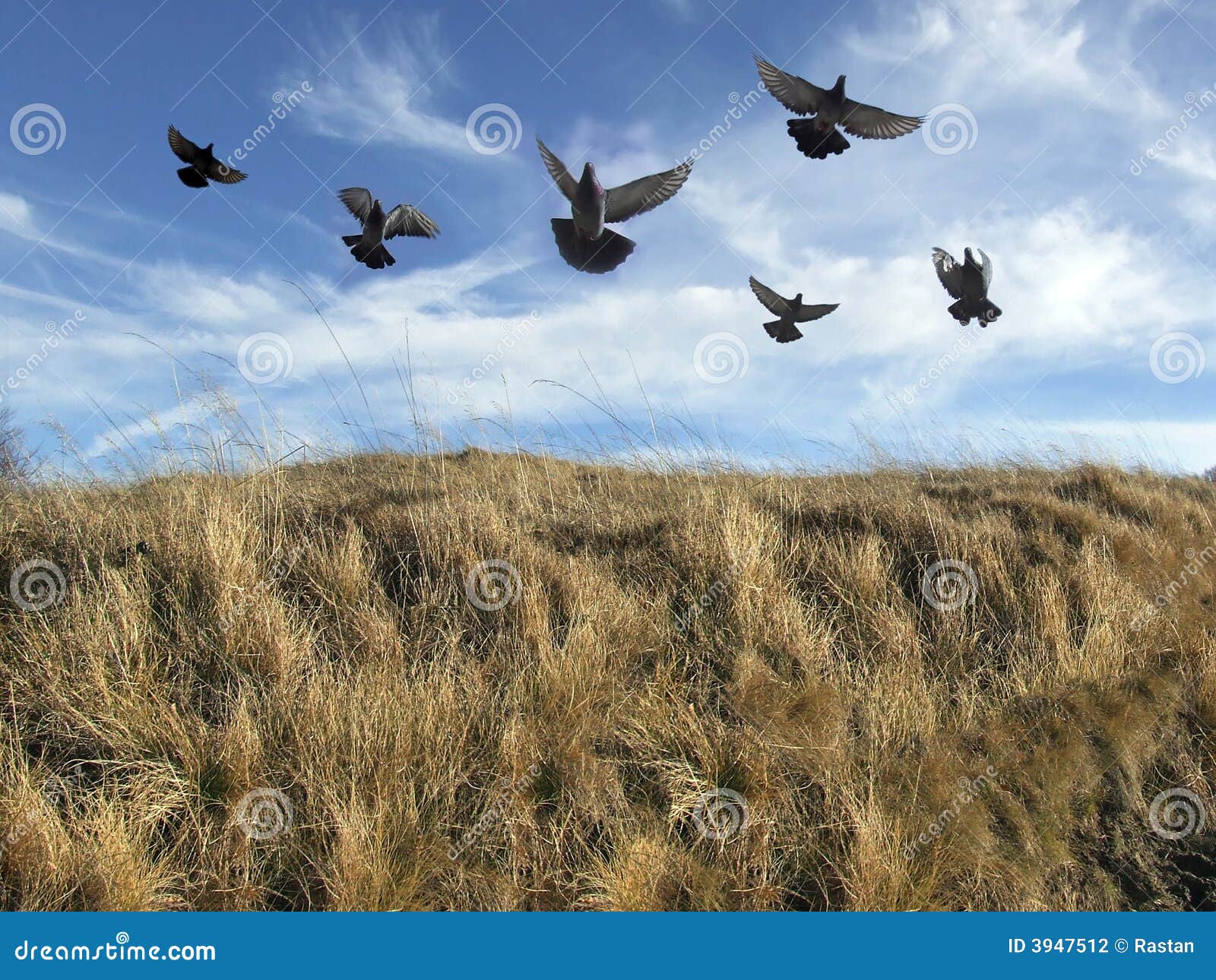 Flock of birds stock photo. Image of colourful, autumn - 3947512