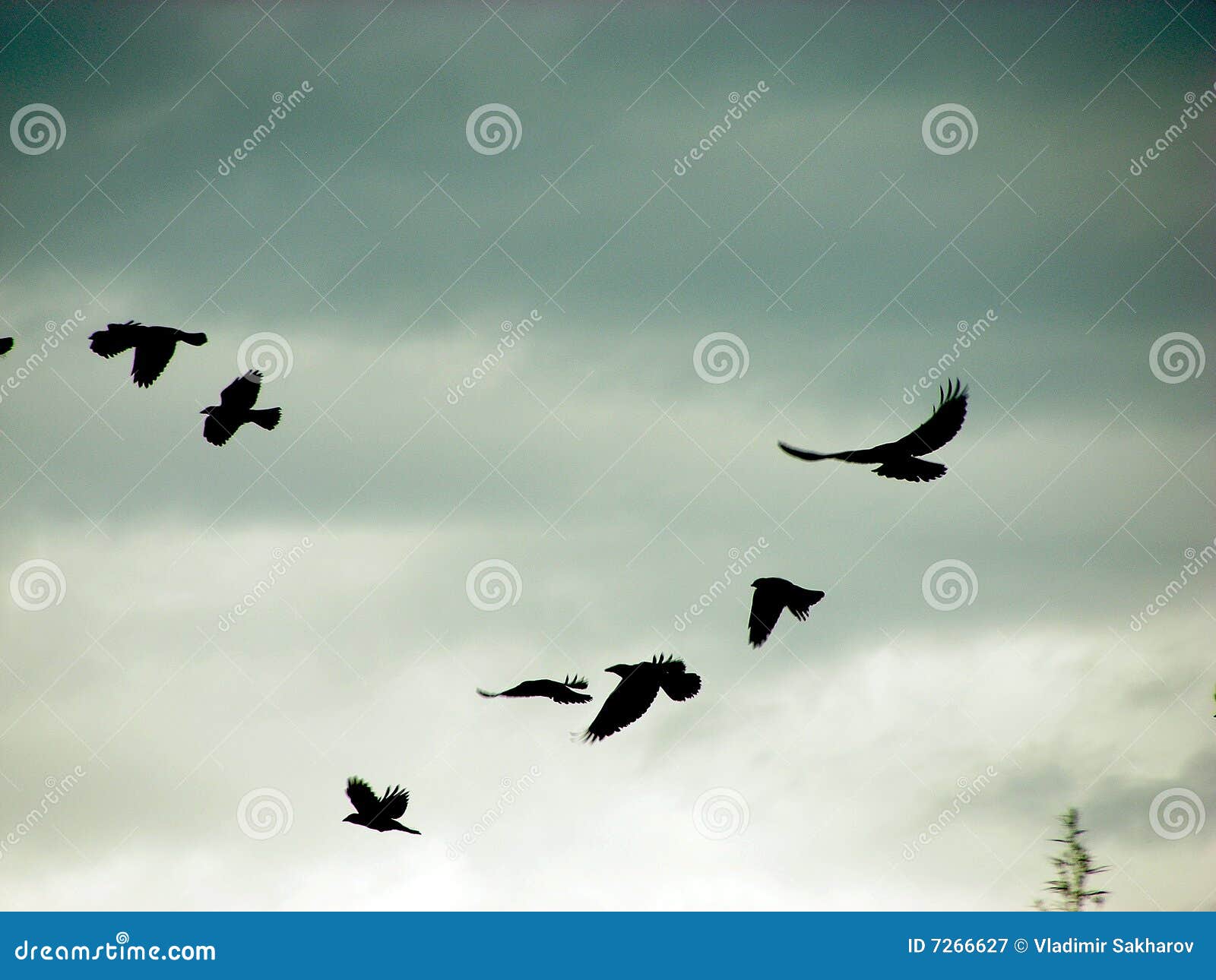 Flock of birds stock image. Image of wing, craw, hawk - 7266627