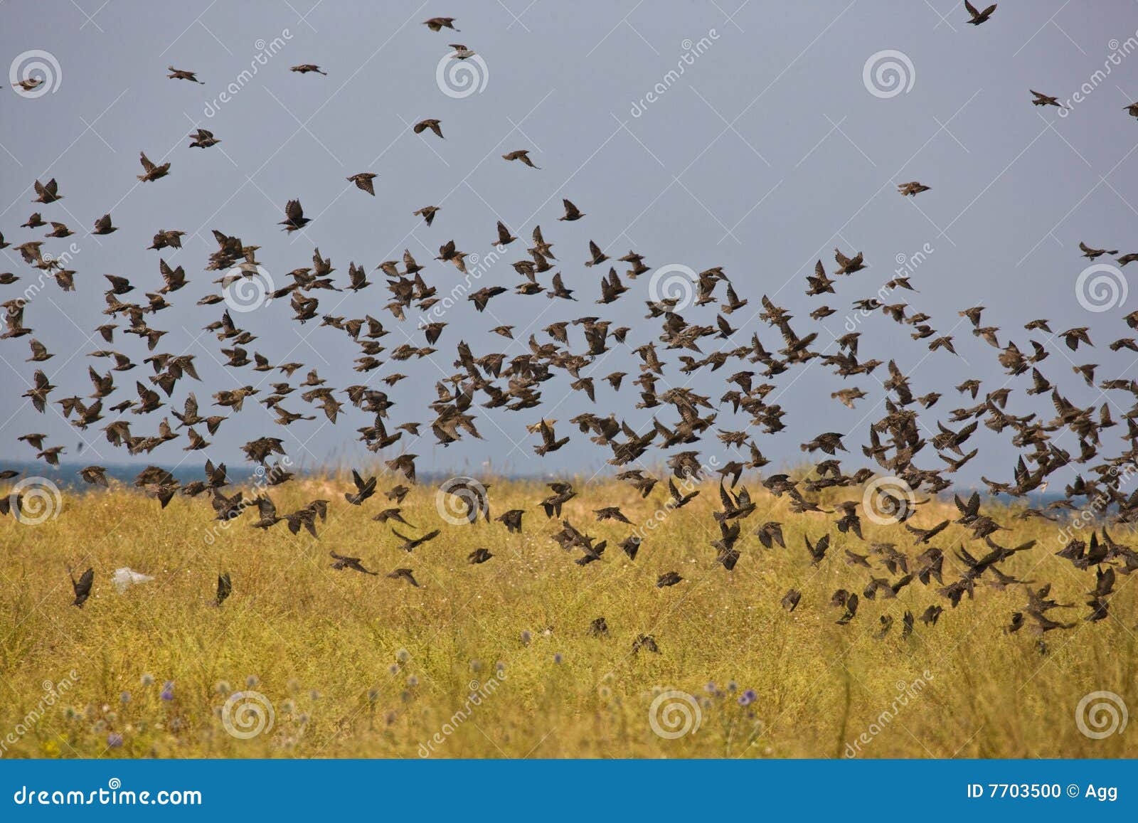 Flock of birds stock photo. Image of wild, nature, season - 7703500
