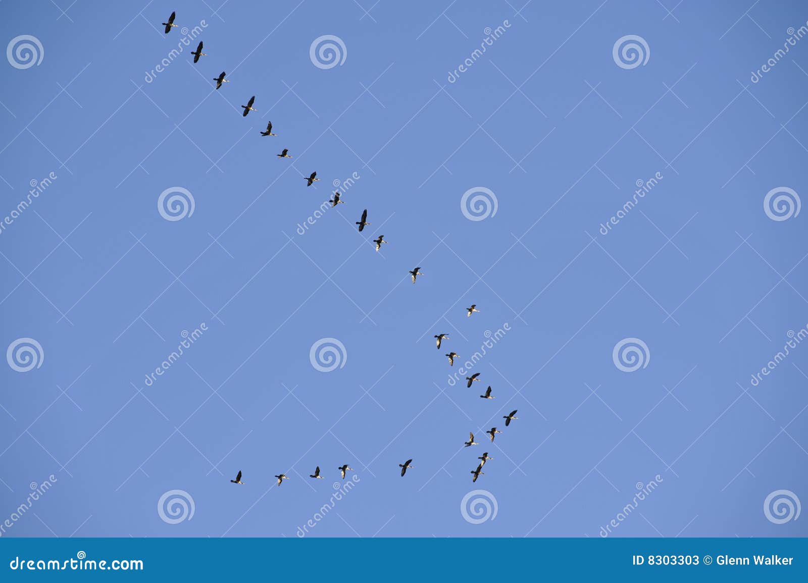 Flock of Birds stock image. Image of formation, teamwork - 8303303