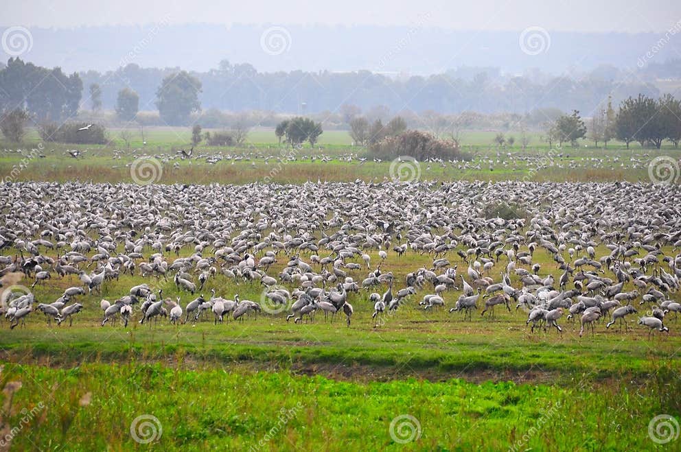 Flock of Birds, Ahula, Israel Stock Image - Image of avian, beautiful ...