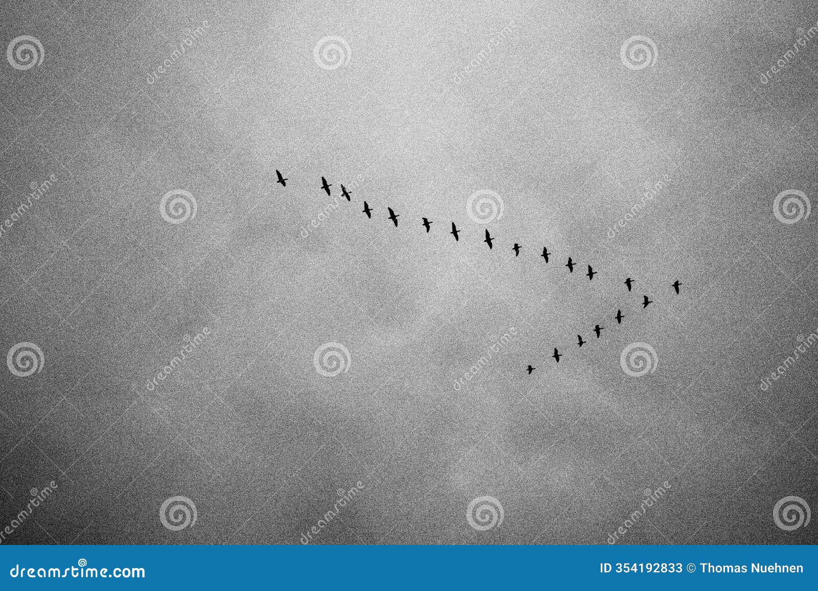 Flock of Birds in Arrow Formation Stock Image - Image of leadership ...