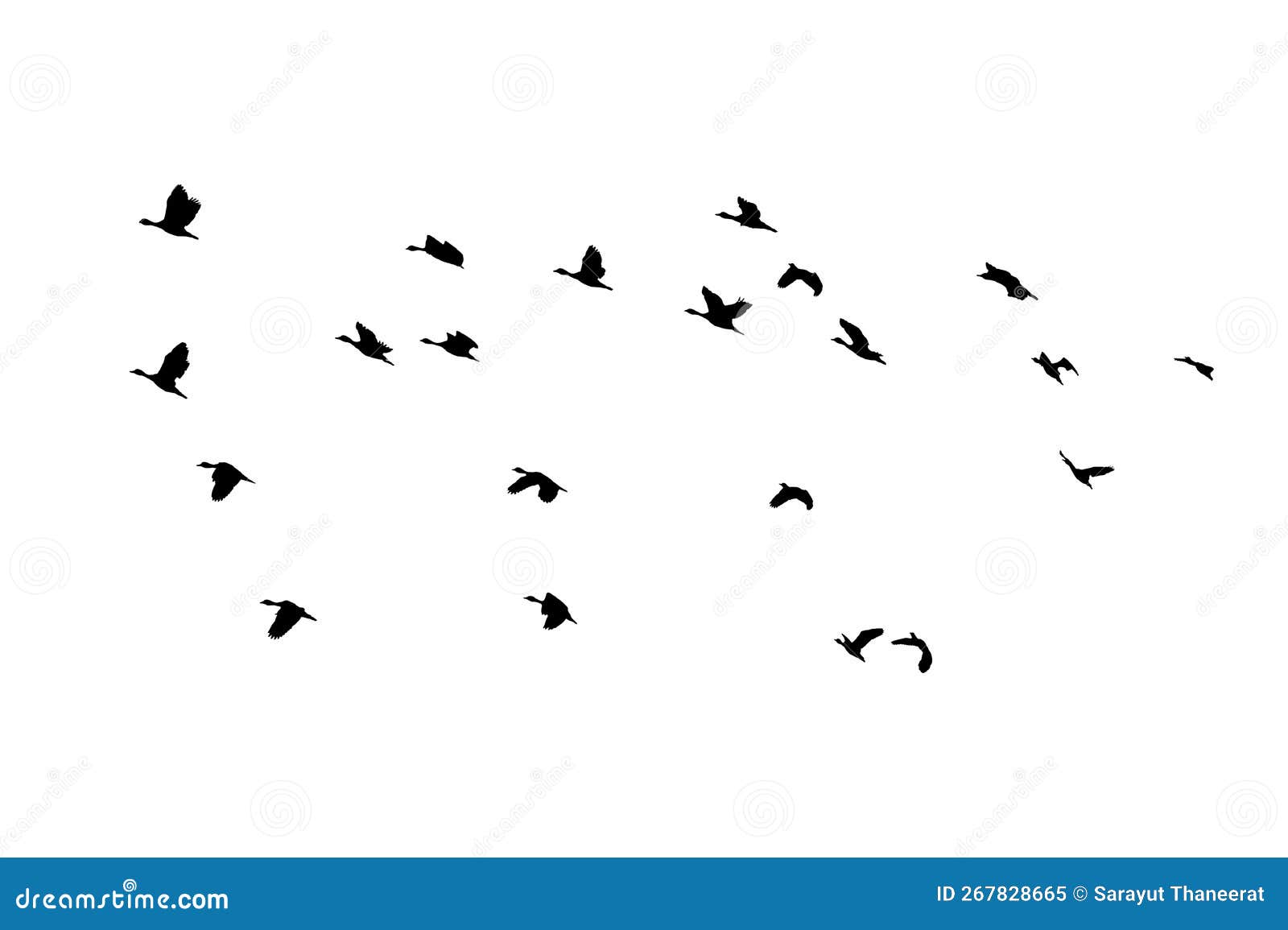 Flock of Birds Backlit Isolate Stock Image - Image of beauty, animals ...
