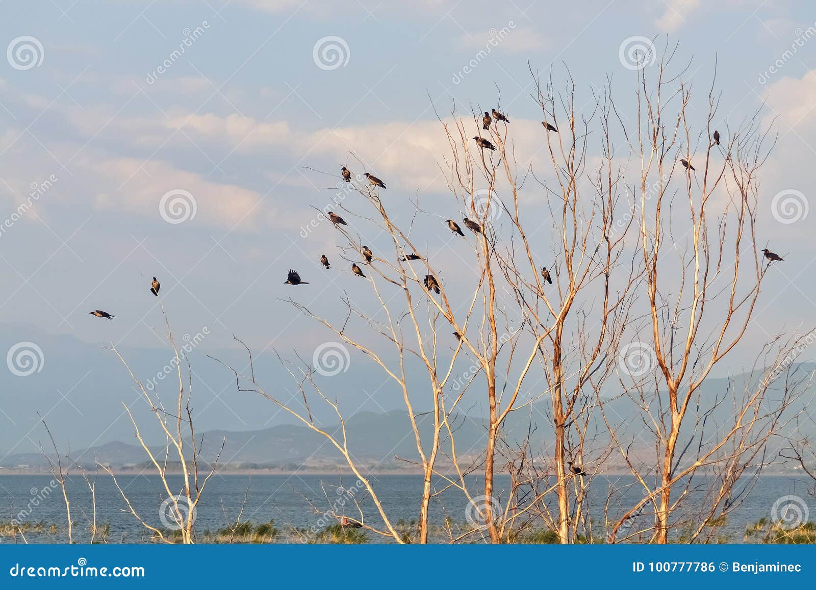 Flock of birds stock photo. Image of black, dark, sunlit - 100777786