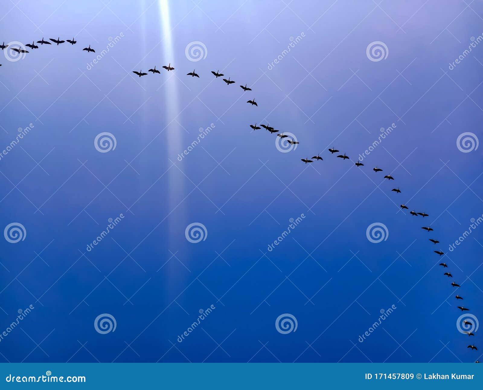 Flock of birds. stock image. Image of colorful, beautiful - 171457809