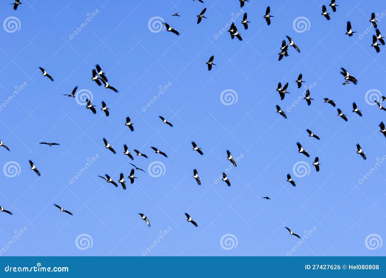 Flock of Birds in the Blue Sky Stock Photo - Image of flight, wildlife ...