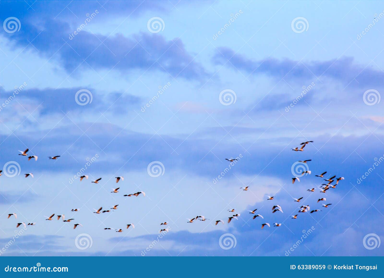 Flock of Birds in the Blue Sky with Clouds Stock Image - Image of ...