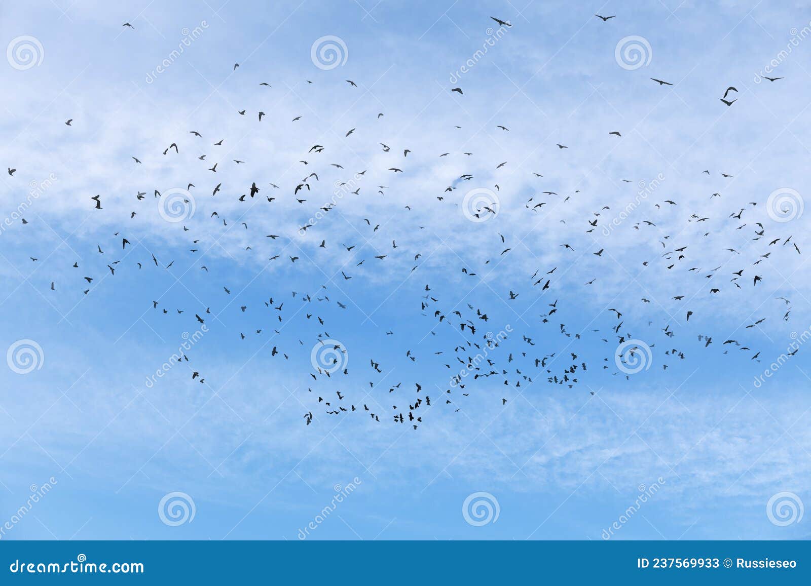 Flock of birds at blue sky stock image. Image of flying - 237569933