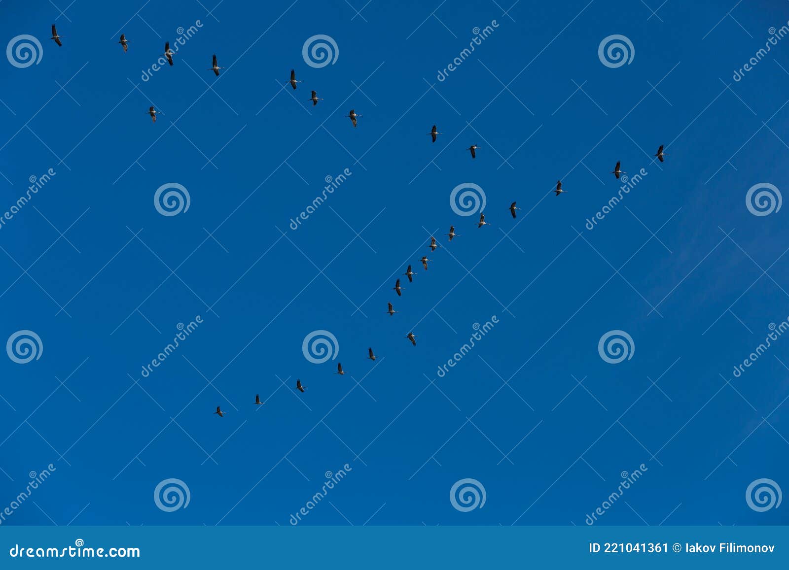 Flock of birds in blue sky stock image. Image of fauna - 221041361