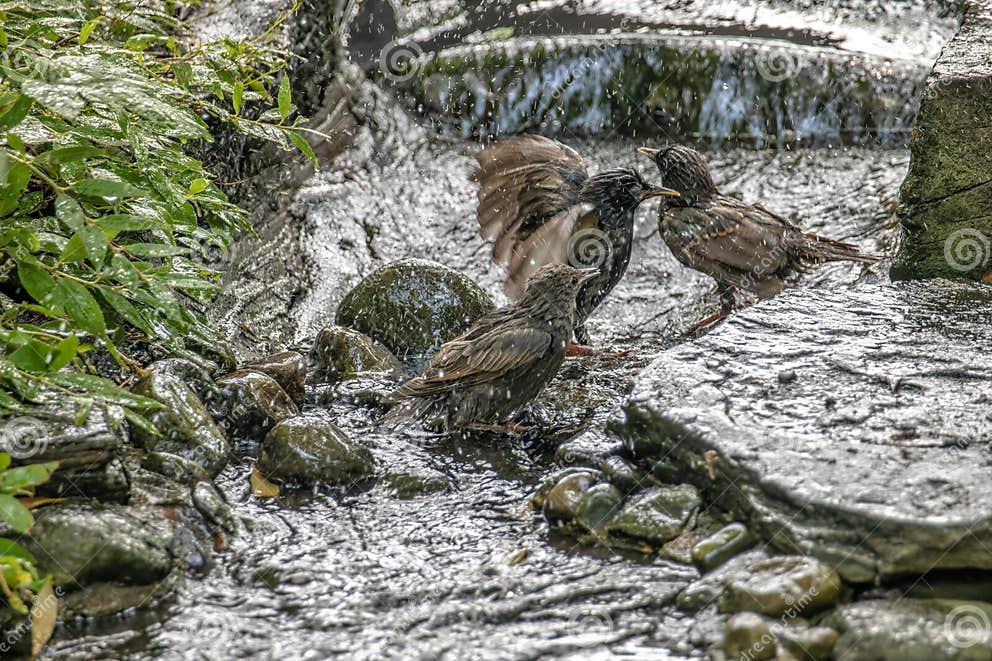 A Flock of Birds Cleaning Themselves in Water Stock Photo - Image of ...