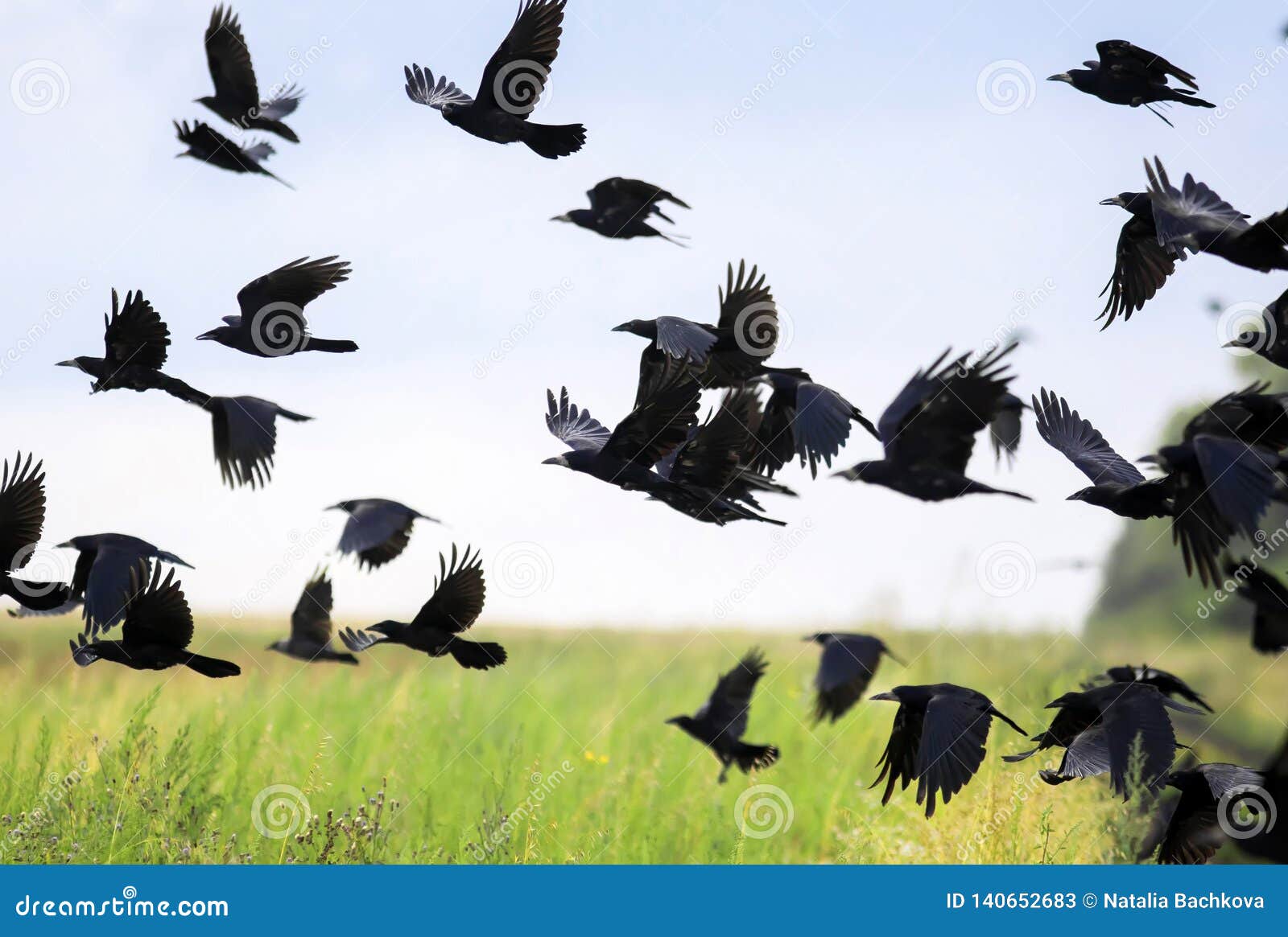 Flock of Black Birds Crows and Rooks Fly Flock Over Plem in Autumn ... Flock of Black Birds Crows and Rooks Fly Flock Over Plem in Autumn ...