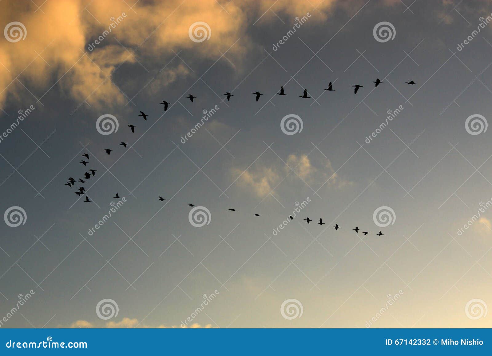 A flock of birds stock photo. Image of dawn, australia - 67142332