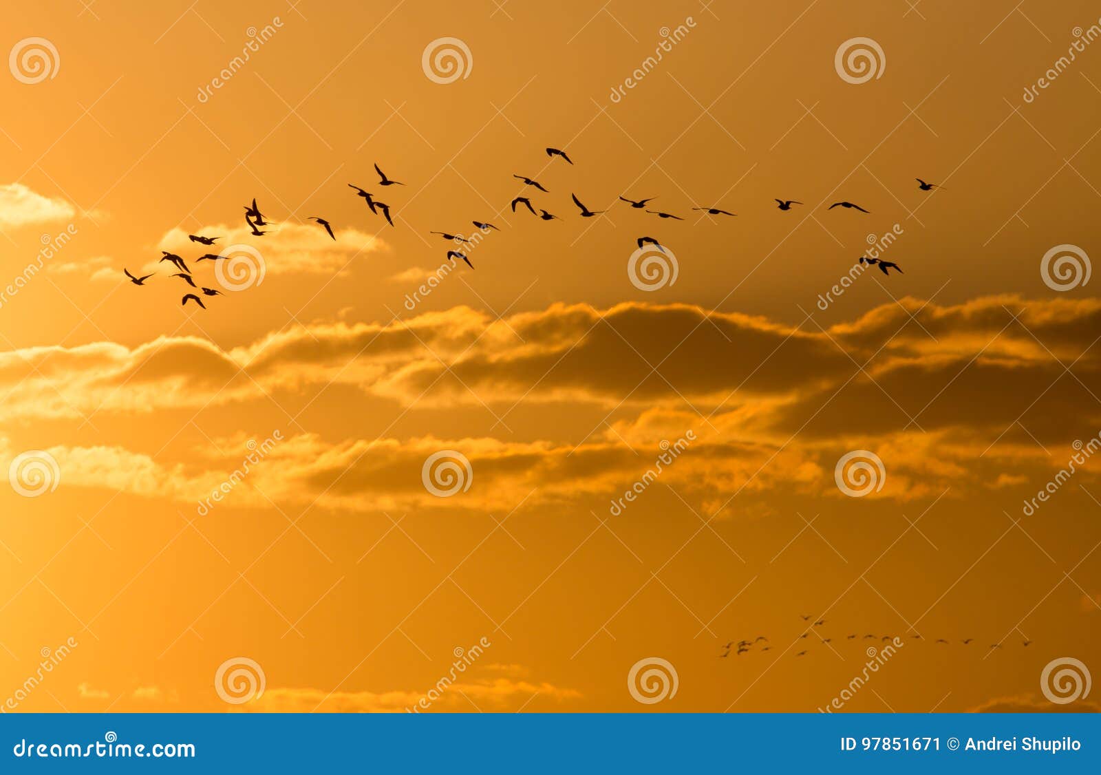 A Flock of Birds at Dawn, the Sun Stock Image - Image of geese ...