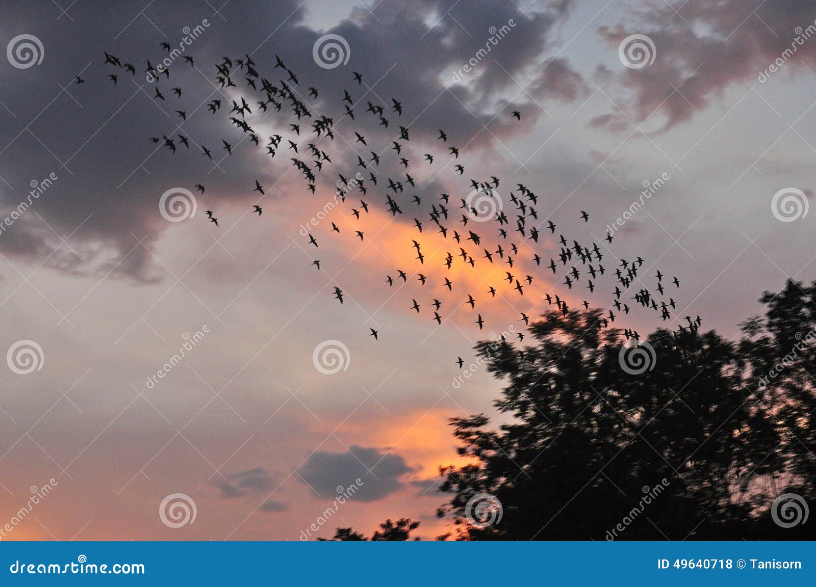 Flock of birds on dusk sky stock photo. Image of morning - 49640718